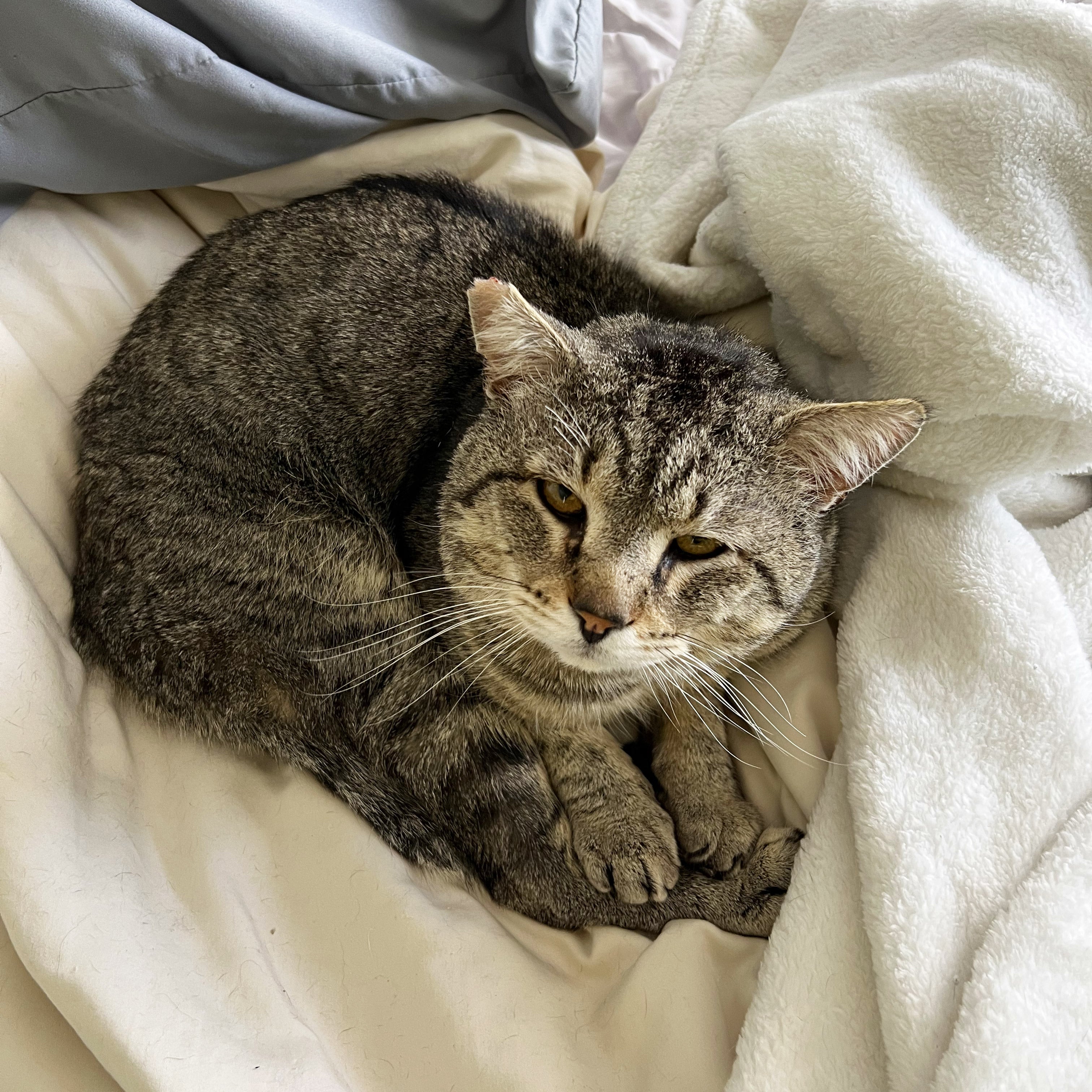 Cat transforms from shy guy to snuggly sidekick | Best Friends Animal ...