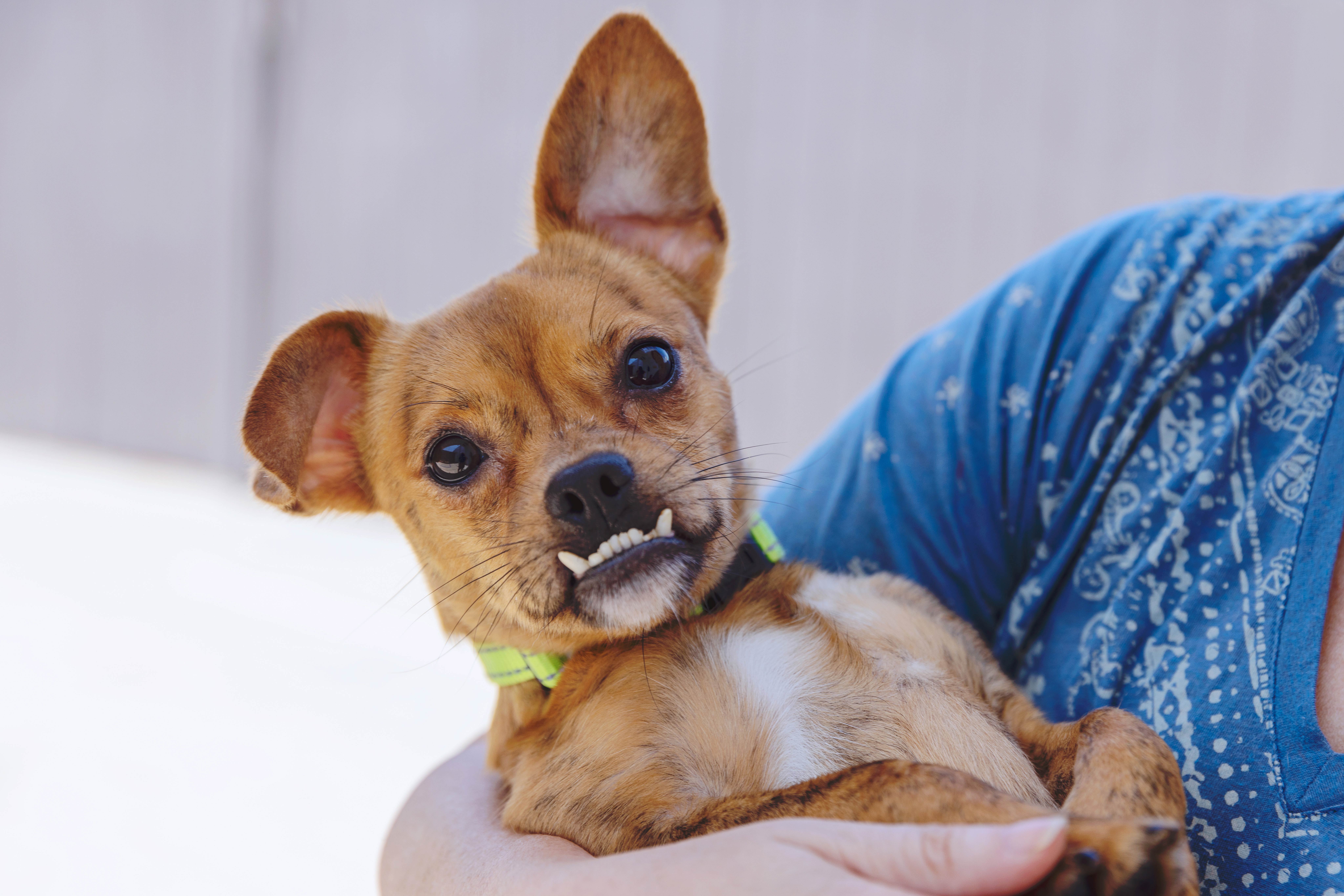 Adopted and adored: Cats and dogs living the dream | Best Friends ...