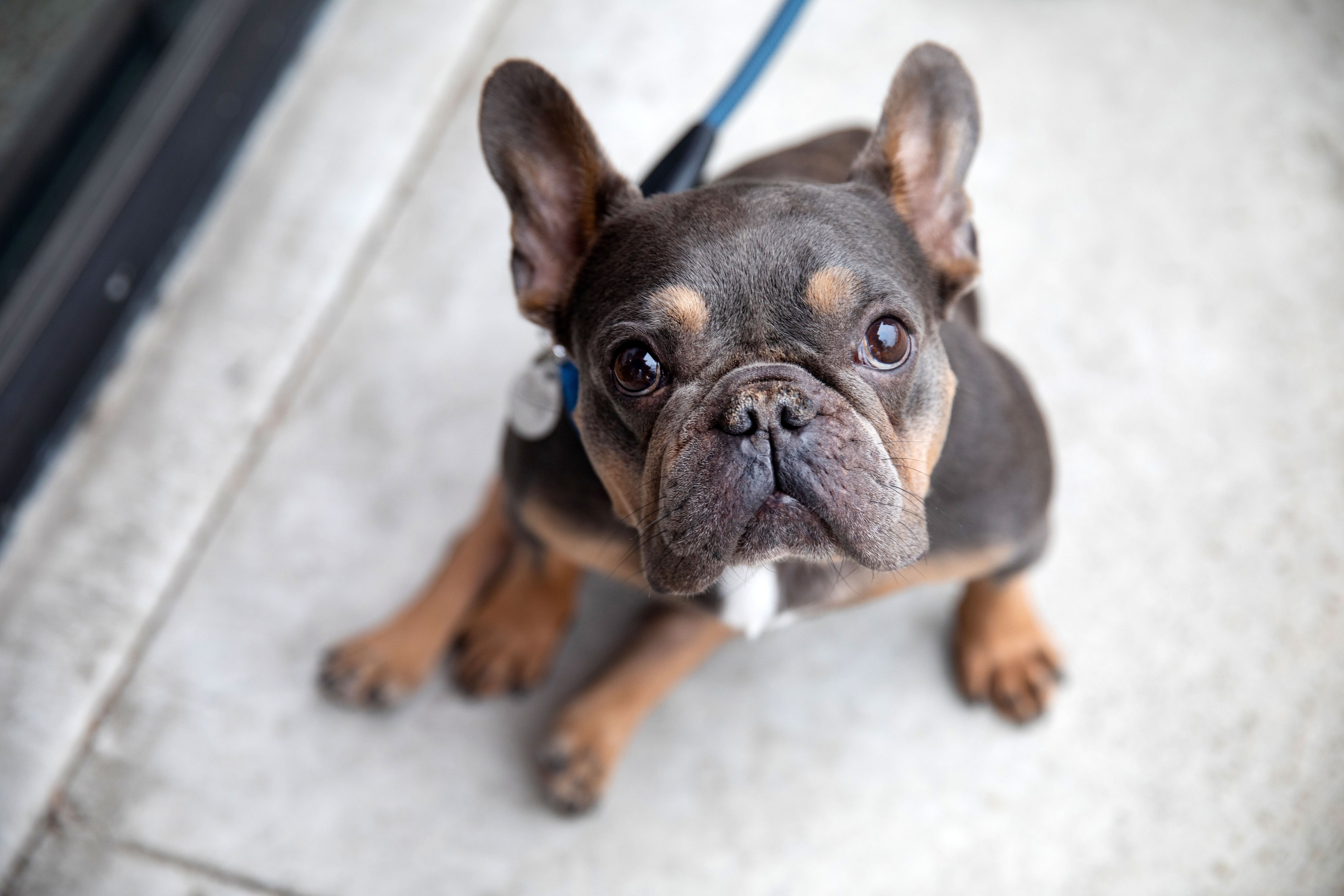 Feral Cat Coalition of Oregon | Best Friends Animal Society