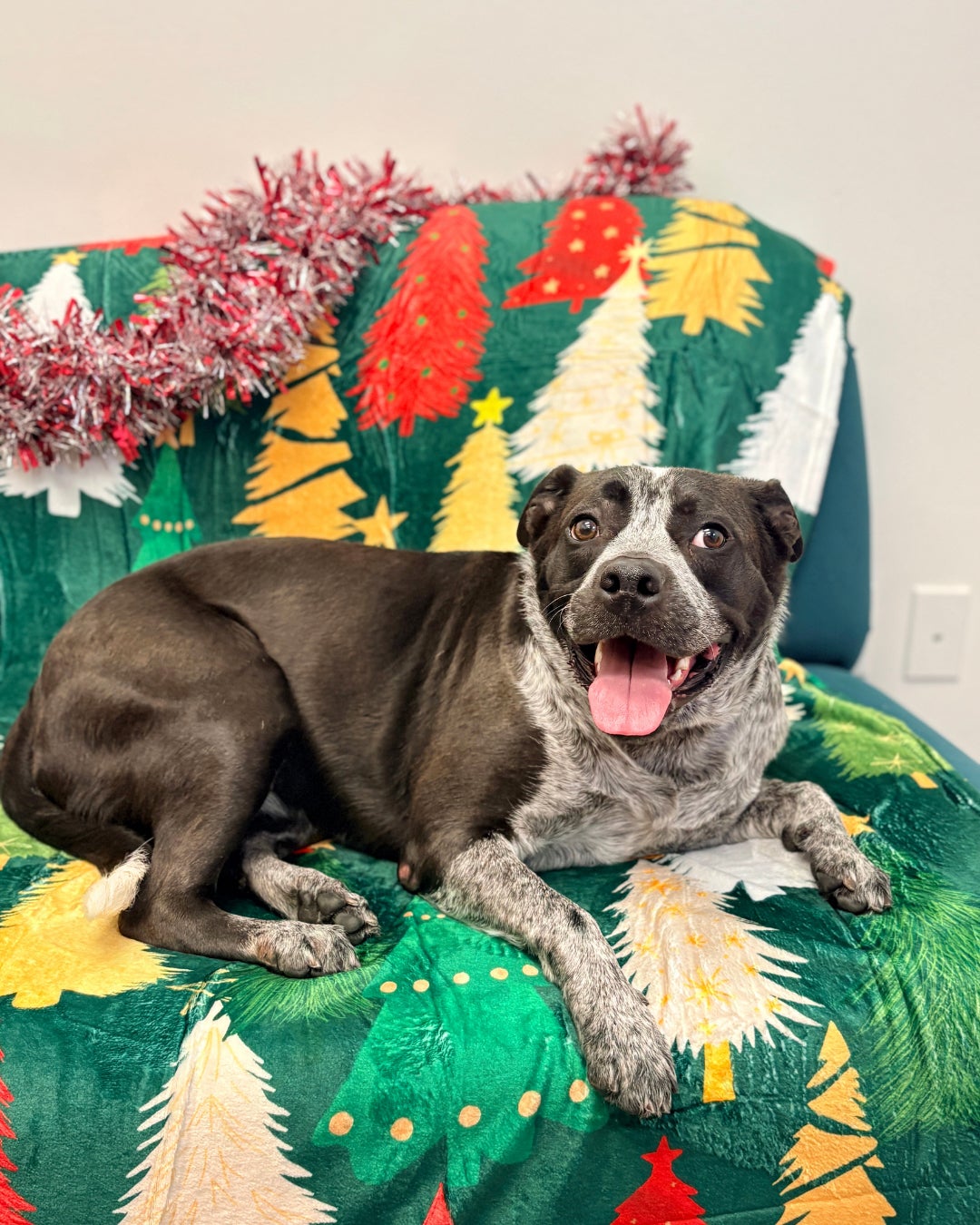 Adopt Dogs & Cats in Houston – Save Lives with Us