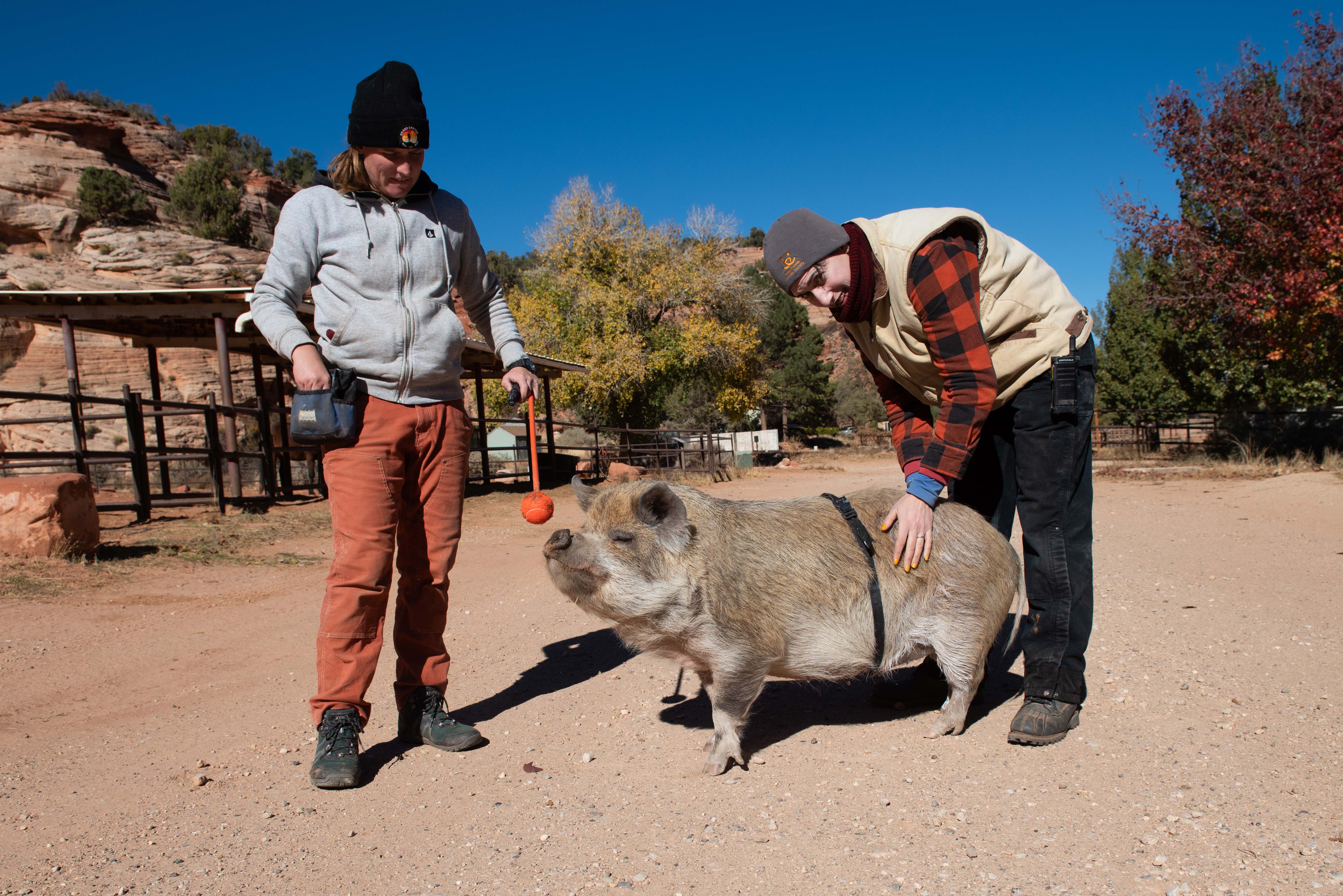 Meet the deaf pet pig who wears a ‘magic belt’ | Best Friends Animal ...