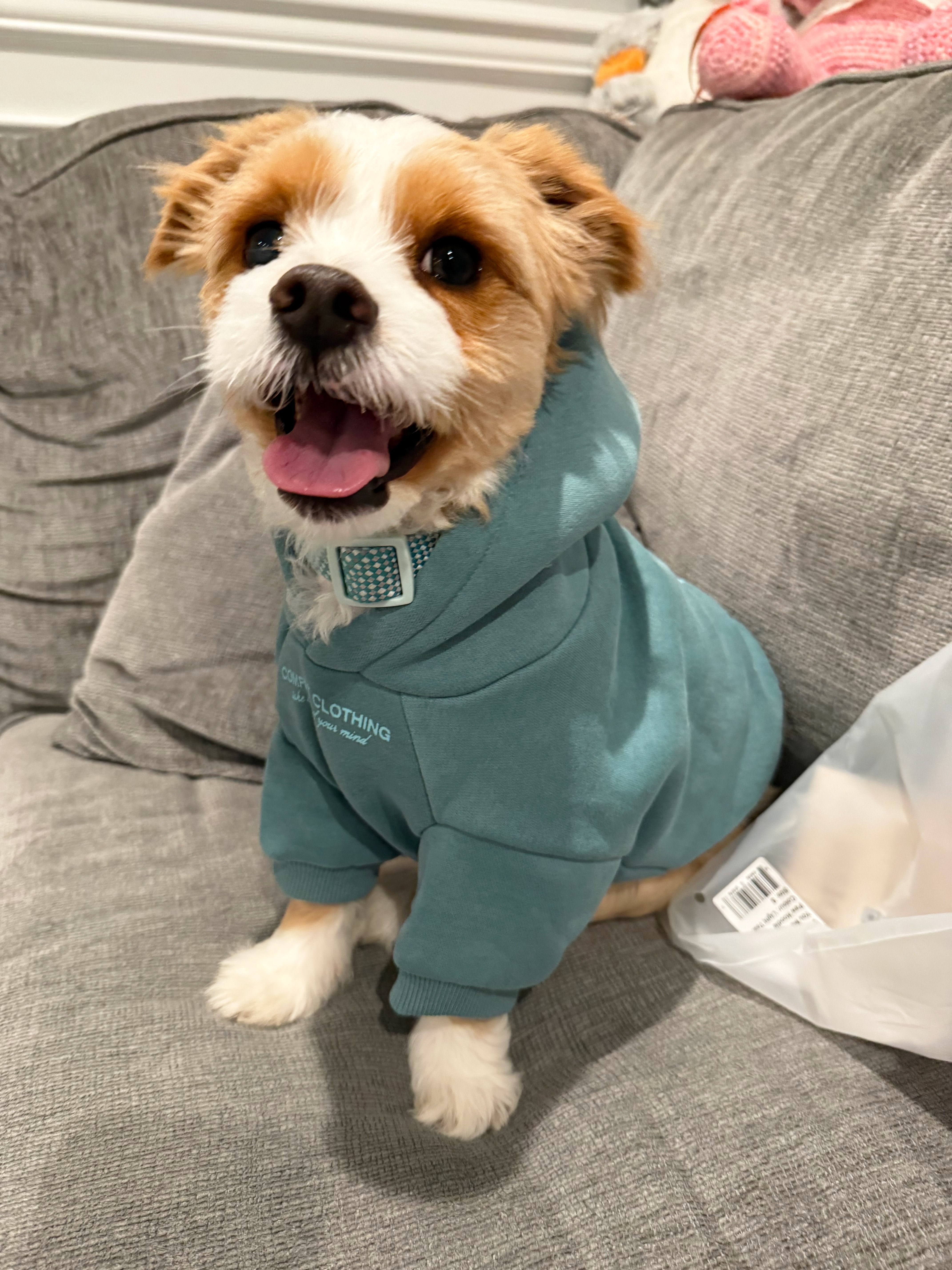 Scrappy pup goes from matted to marvelous | Best Friends Animal Society