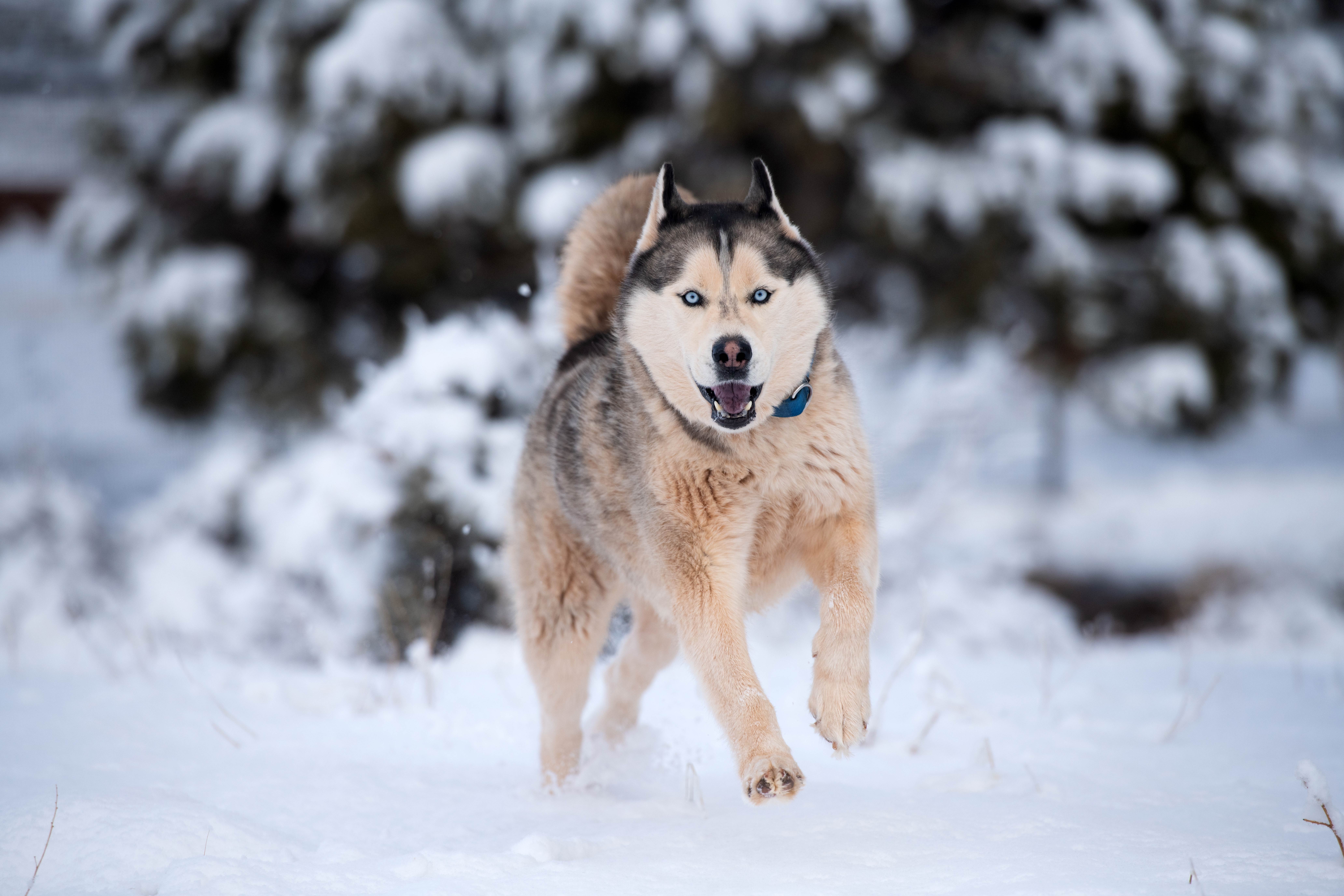 Faces of No-Kill: Dog’s journey from guarded to goofy | Best Friends ...