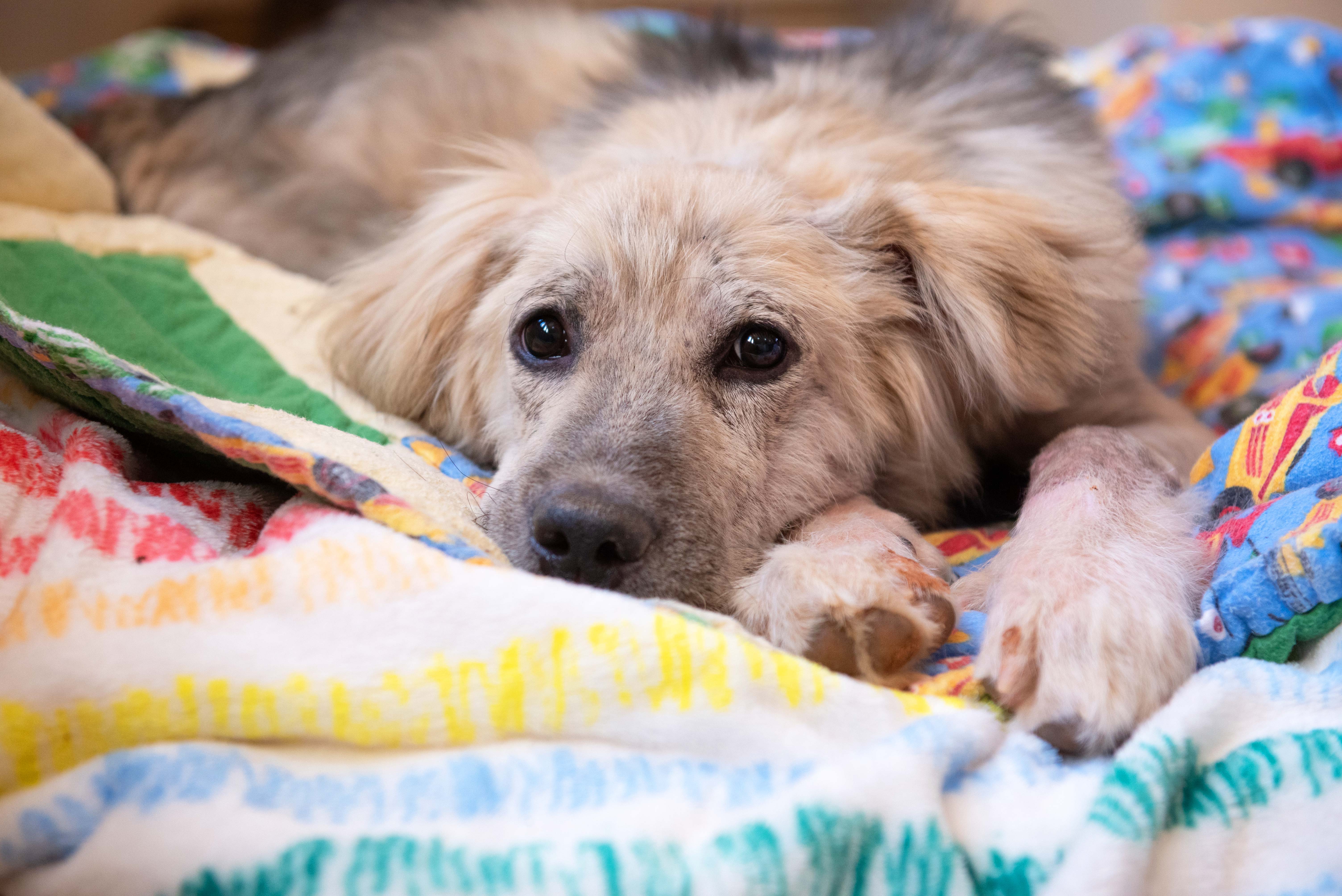 Puppies go from flaky to floofy with TLC | Best Friends Animal Society