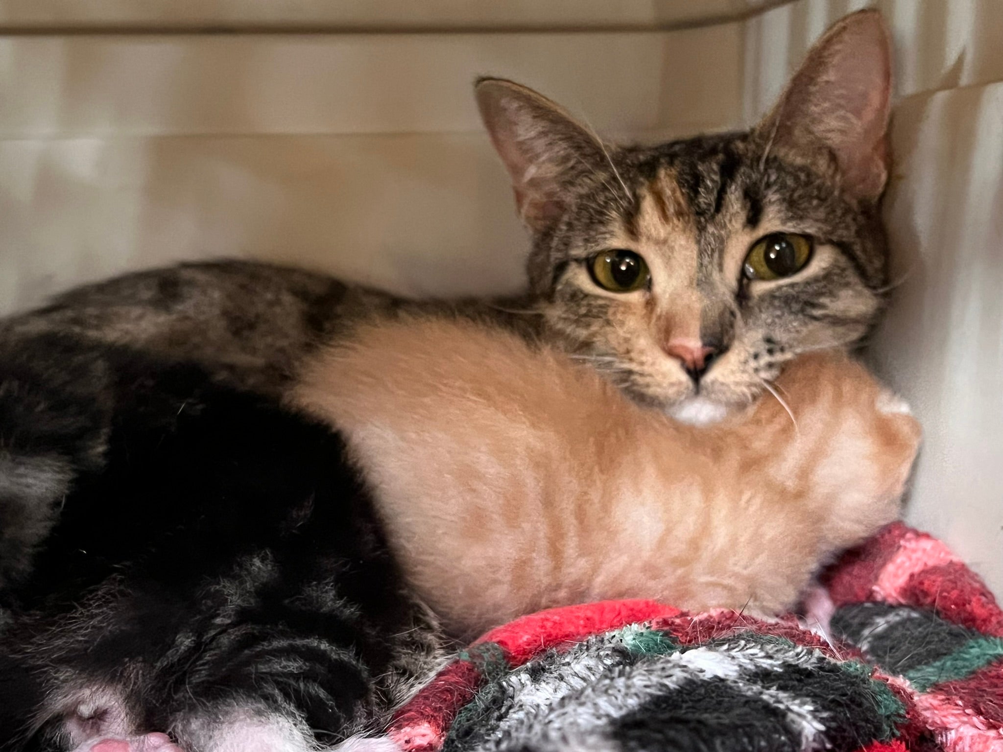 Teamwork, tenacity, and an epic road trip save 36 cats | Best Friends ...