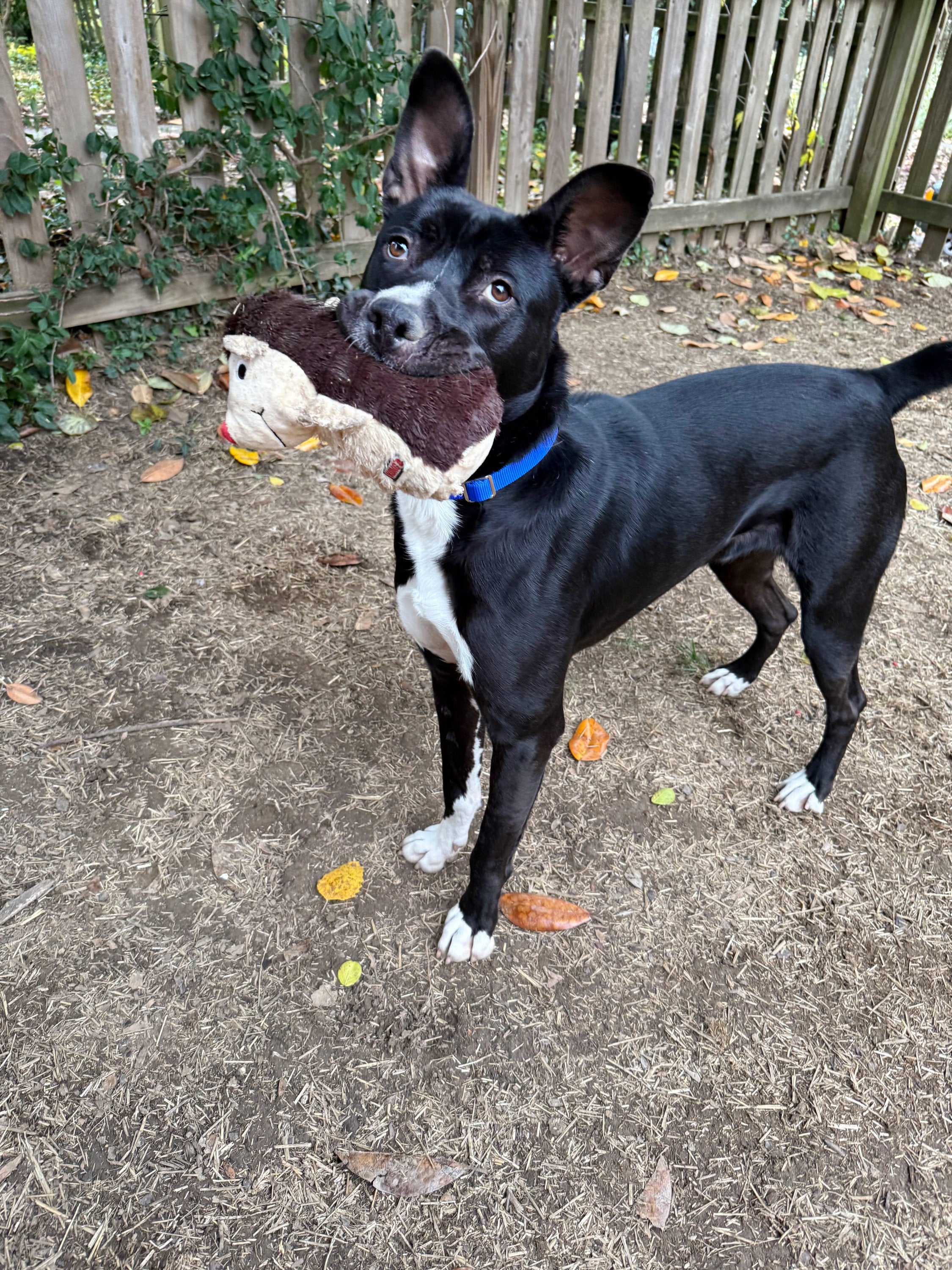 Dog foster program helps Indiana shelter reach no-kill | Best Friends ...