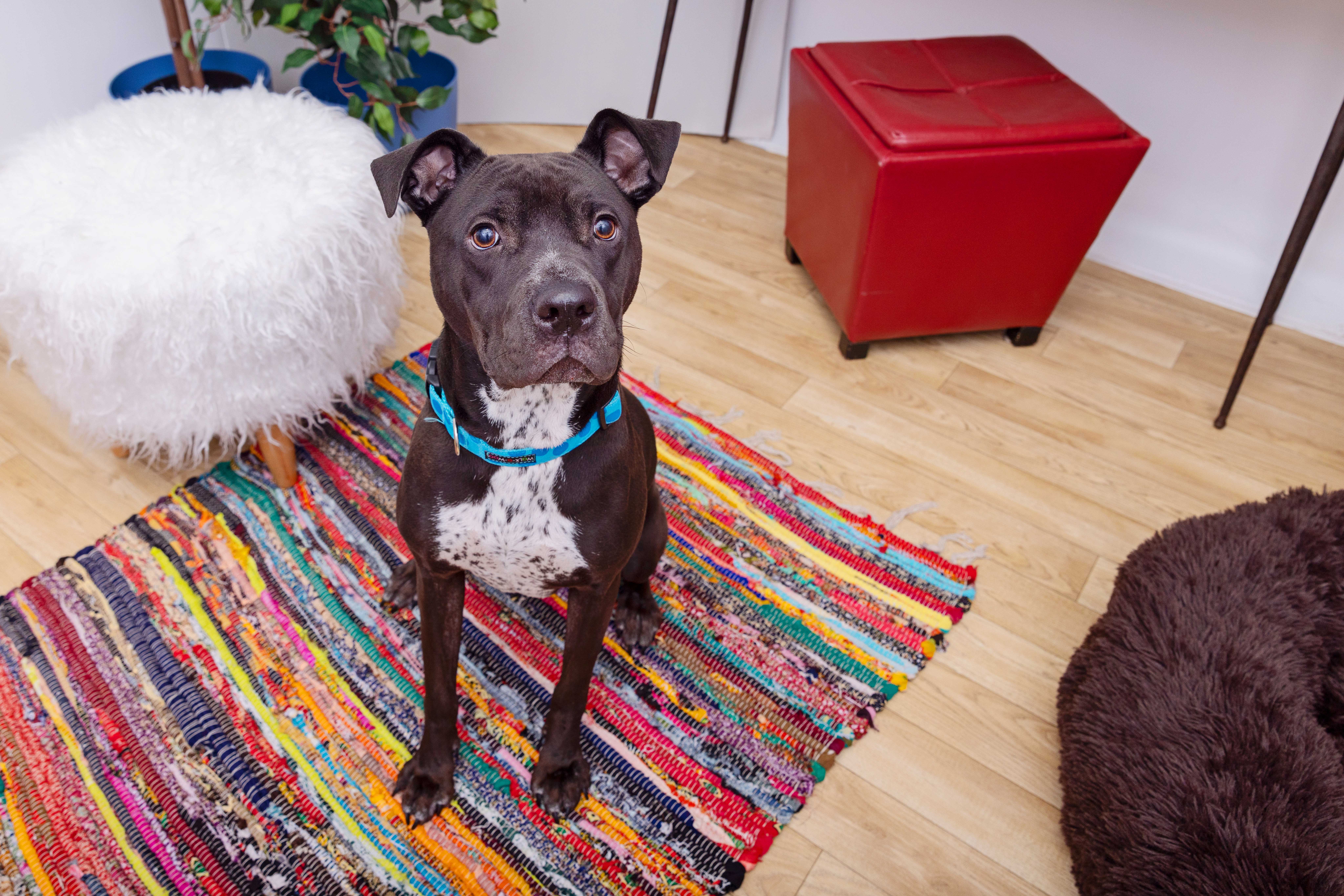 PETA again takes aim at the no-kill movement | Best Friends Animal Society