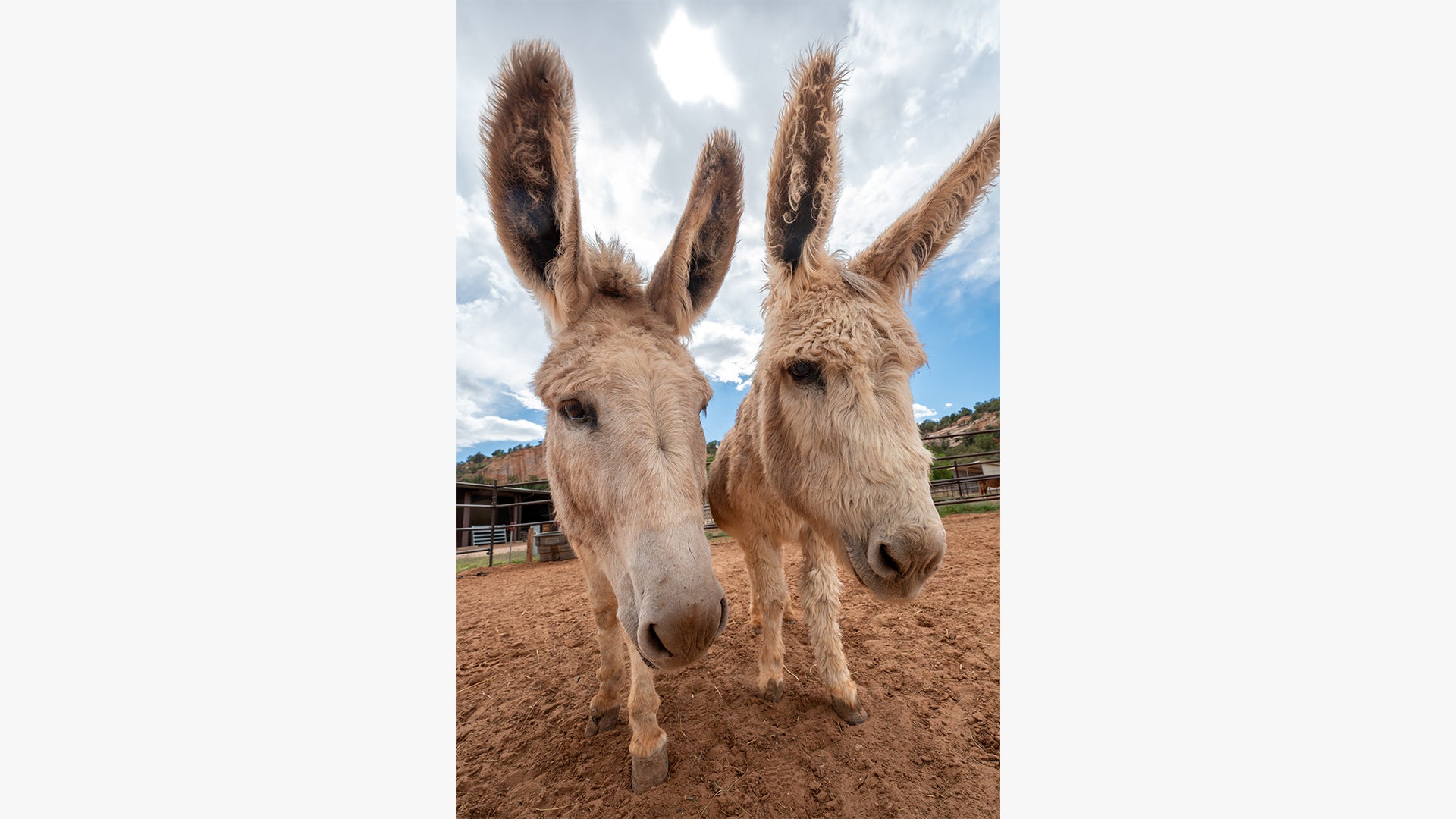 New friends help shy donkey duo expand horizons | Best Friends Animal ...