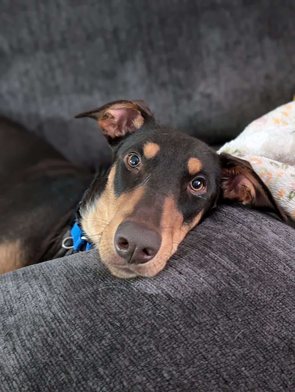 230 dogs in Dallas shelter get fresh start | Best Friends Animal Society