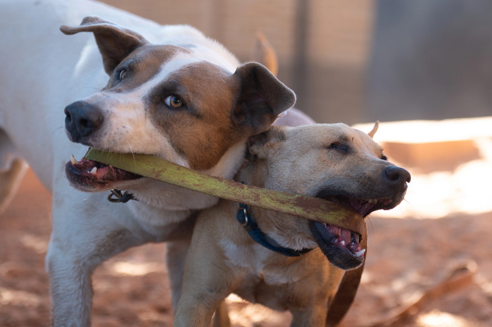 The right roommate helps calm anxious dog | Best Friends Animal Society