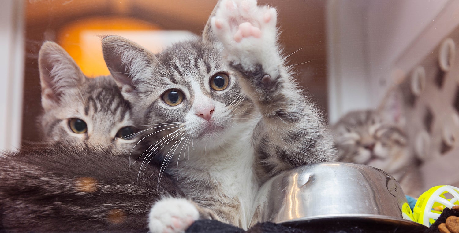 No-kill shelters are now the norm | Best Friends Animal Society