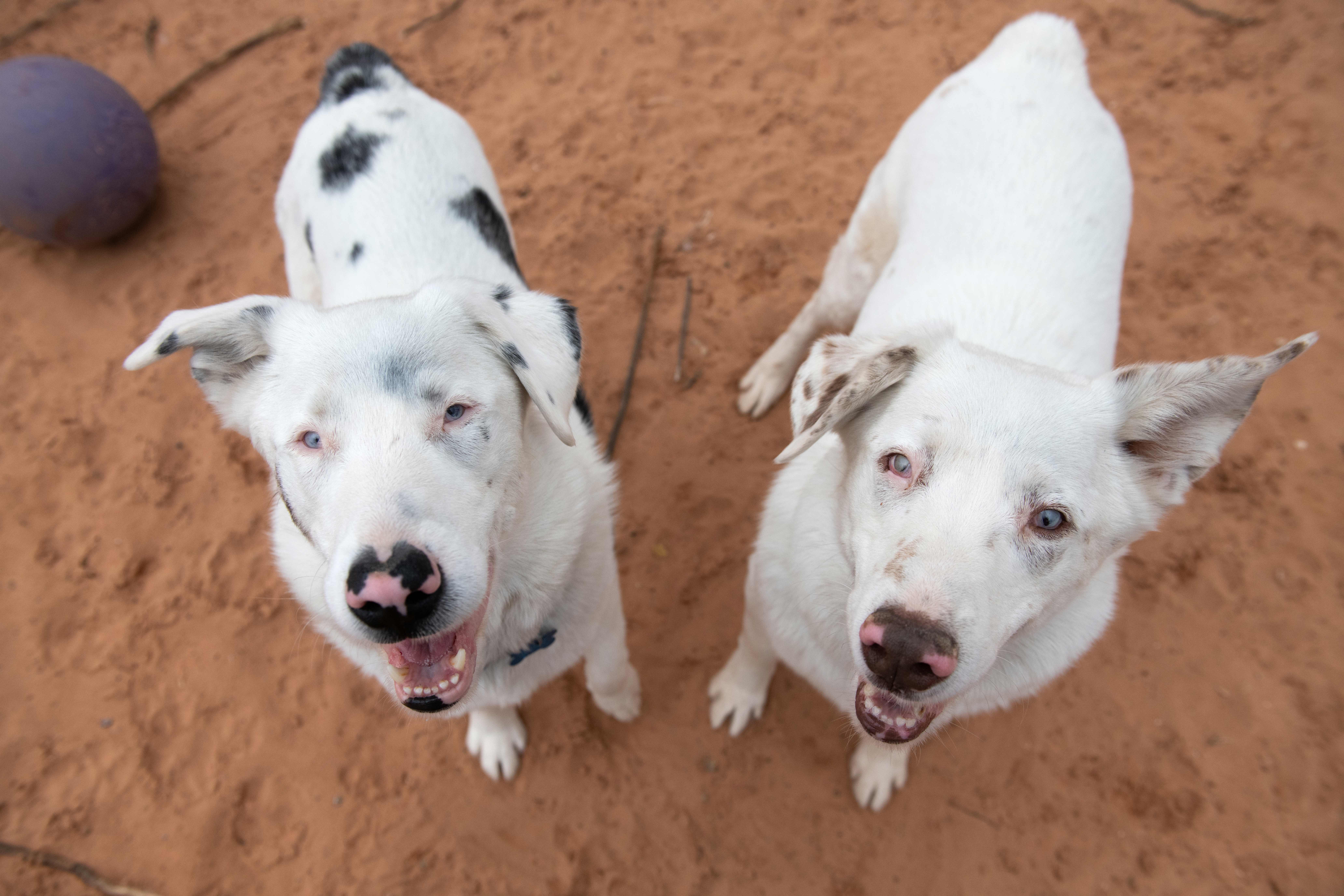 A remarkable dog friendship built on trust and treats | Best Friends ...