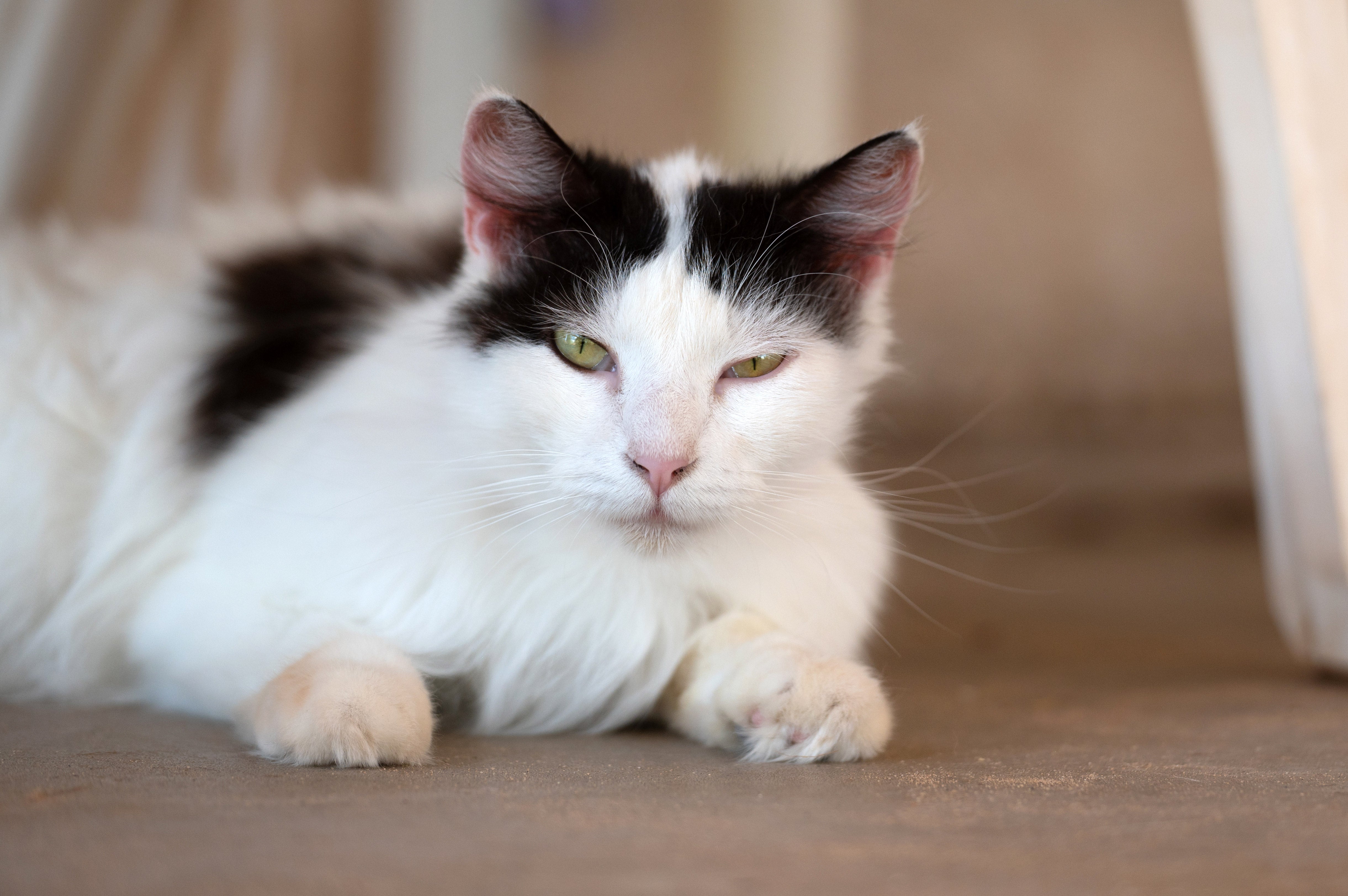 Shy cat’s leap of faith leads to love | Best Friends Animal Society