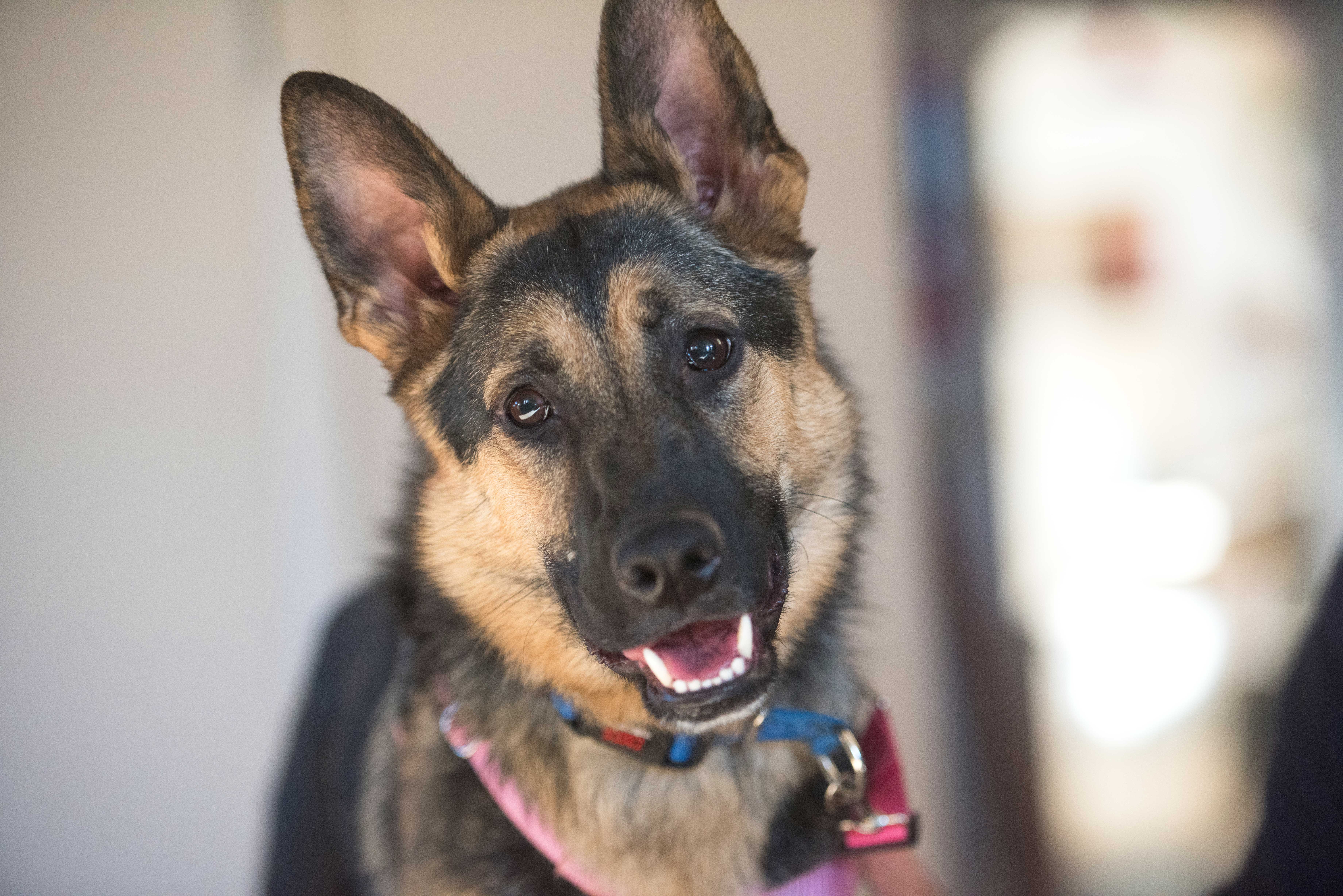Calming care for a pup with special needs | Best Friends Animal Society