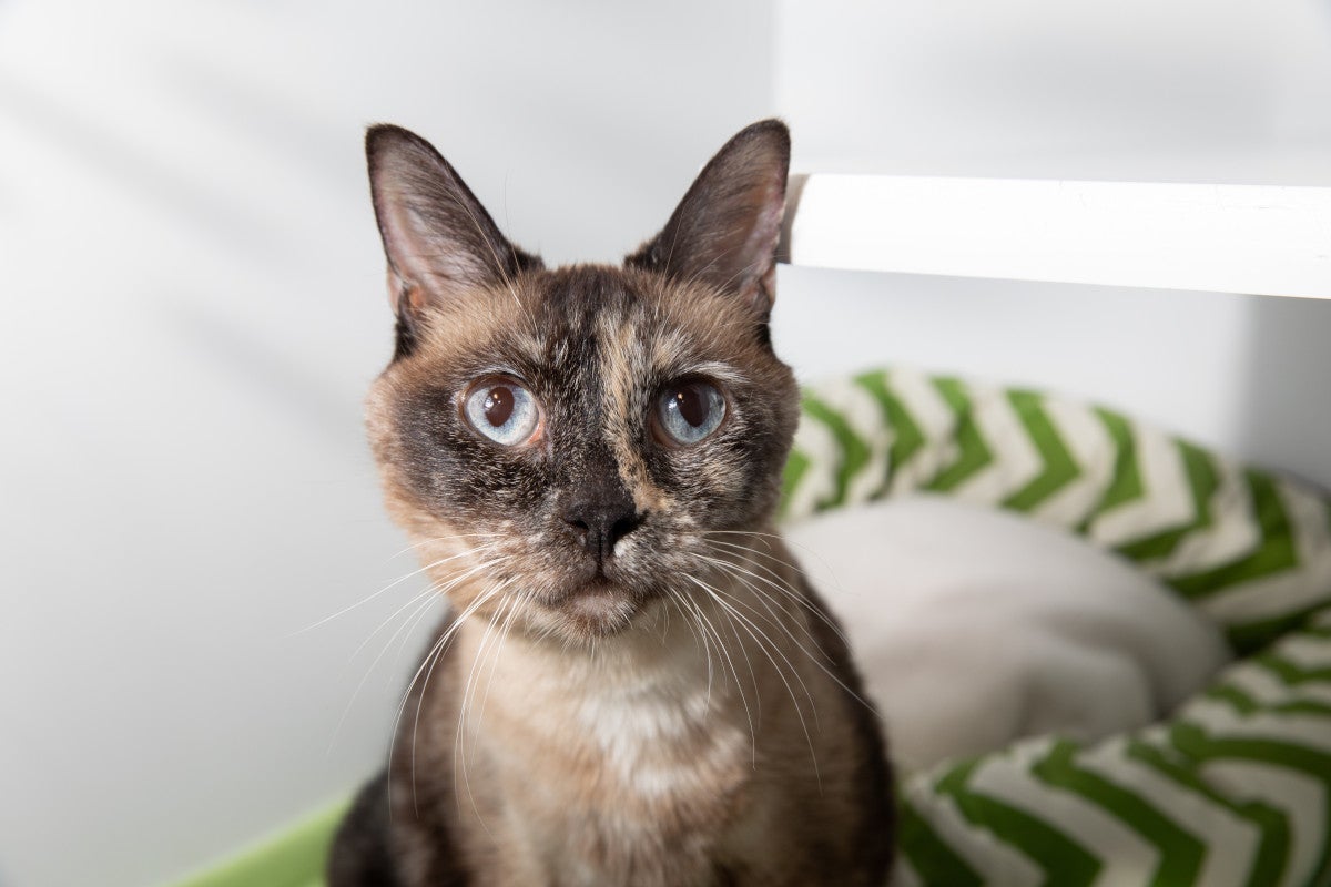 Endearing pet adoption updates to warm your heart | Best Friends Animal ...