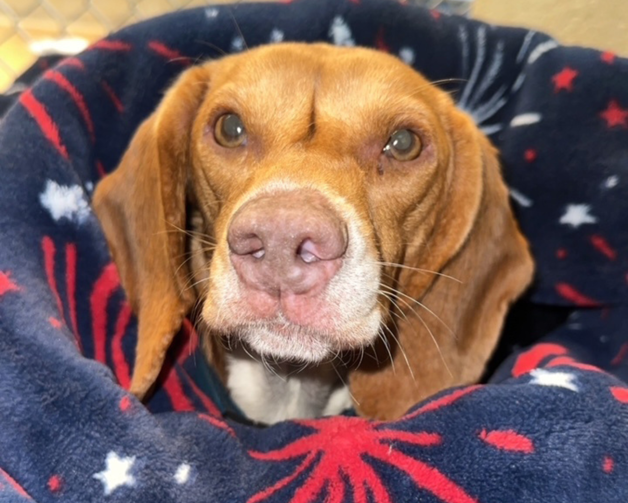 A Beagle’s Road to Healing and Home | Best Friends Animal Society