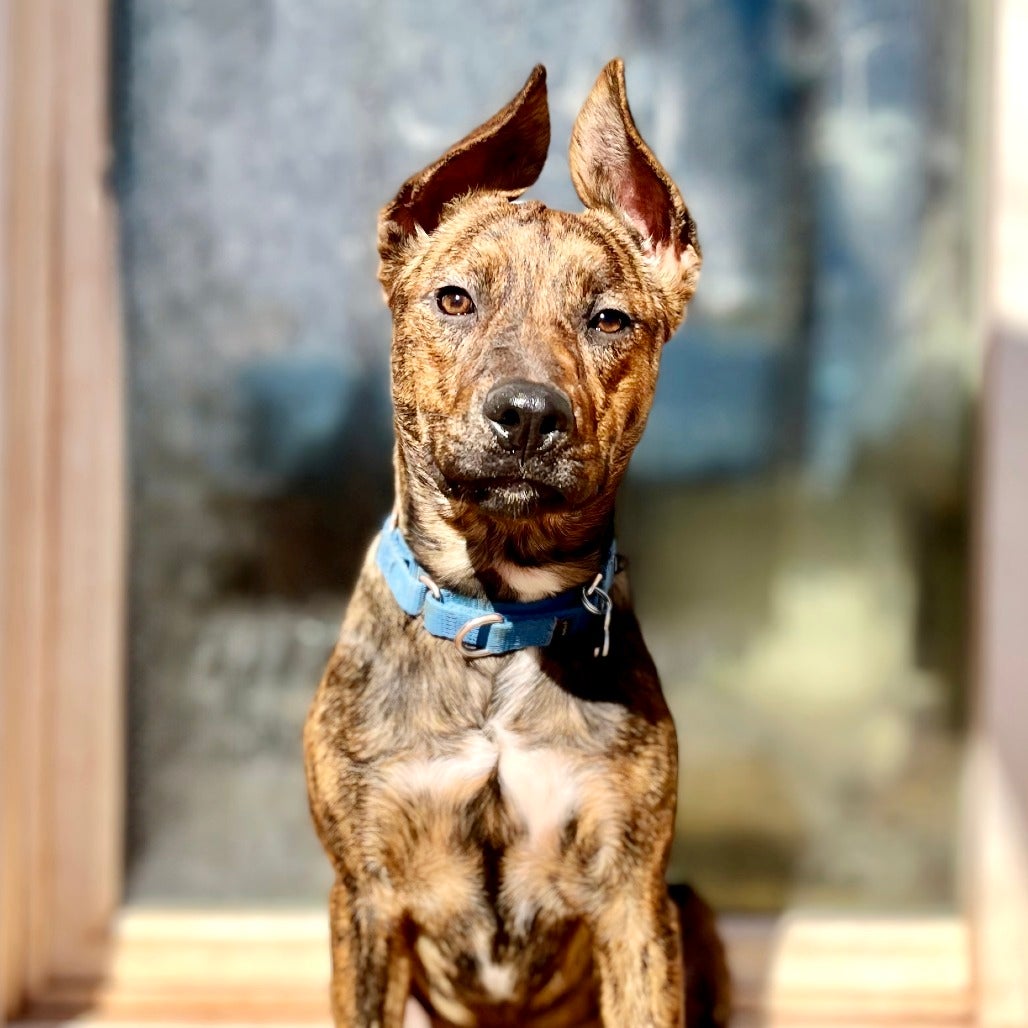 Faces of No-Kill: Support for a special pup | Best Friends Animal Society