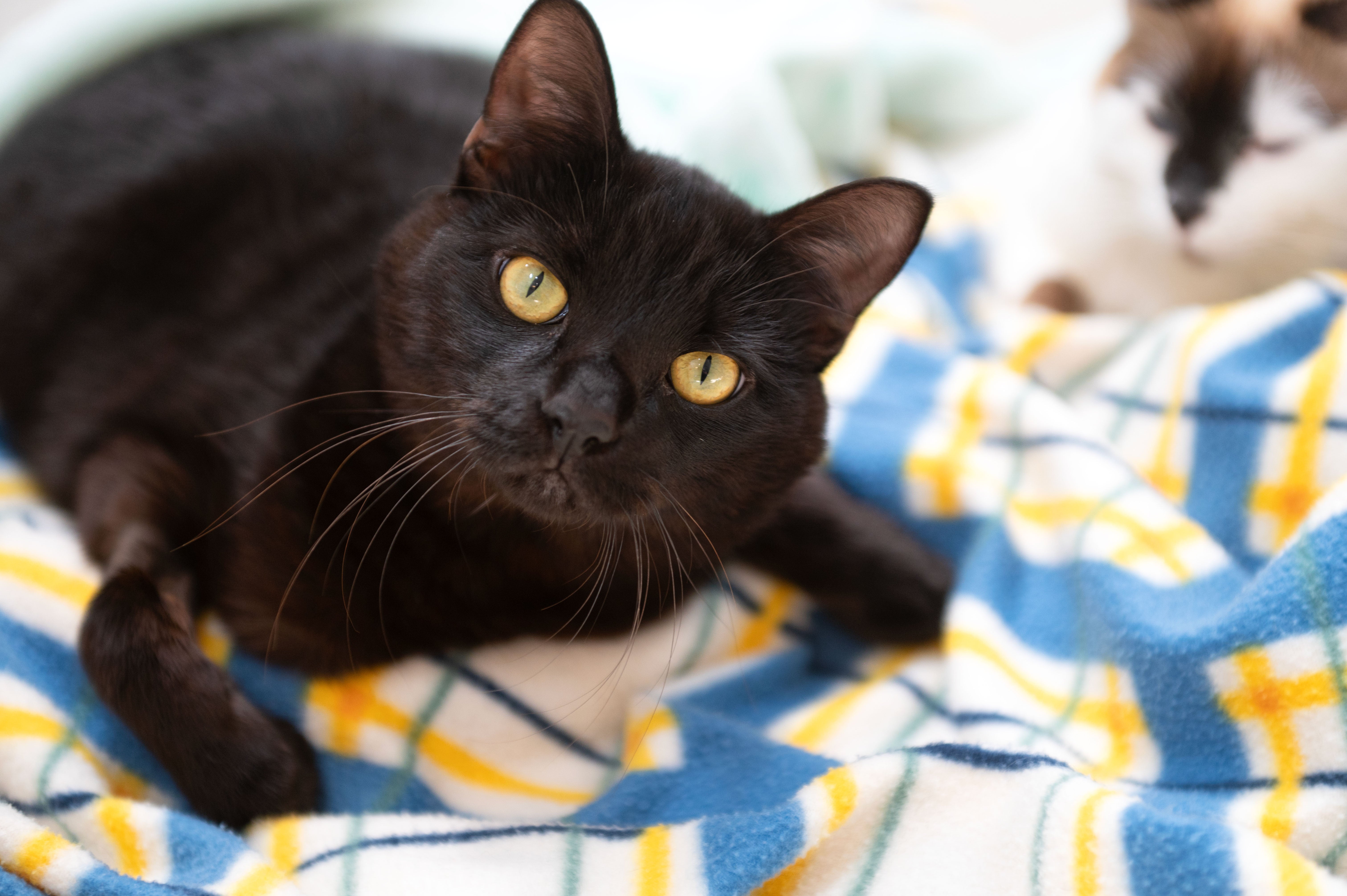 The magic of one very lucky black cat | Best Friends Animal Society