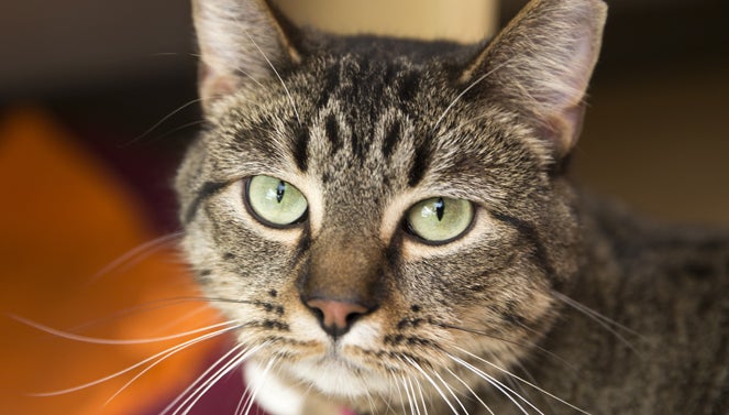 Adorable Adoptable: Lily | Best Friends Animal Society - Save Them All