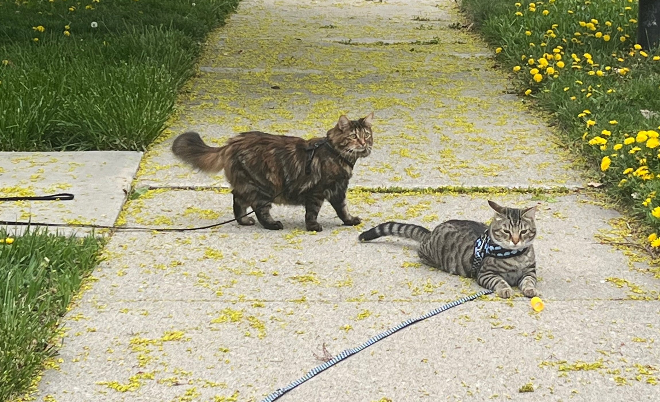 Adopted cats harness adventure together | Best Friends Animal Society