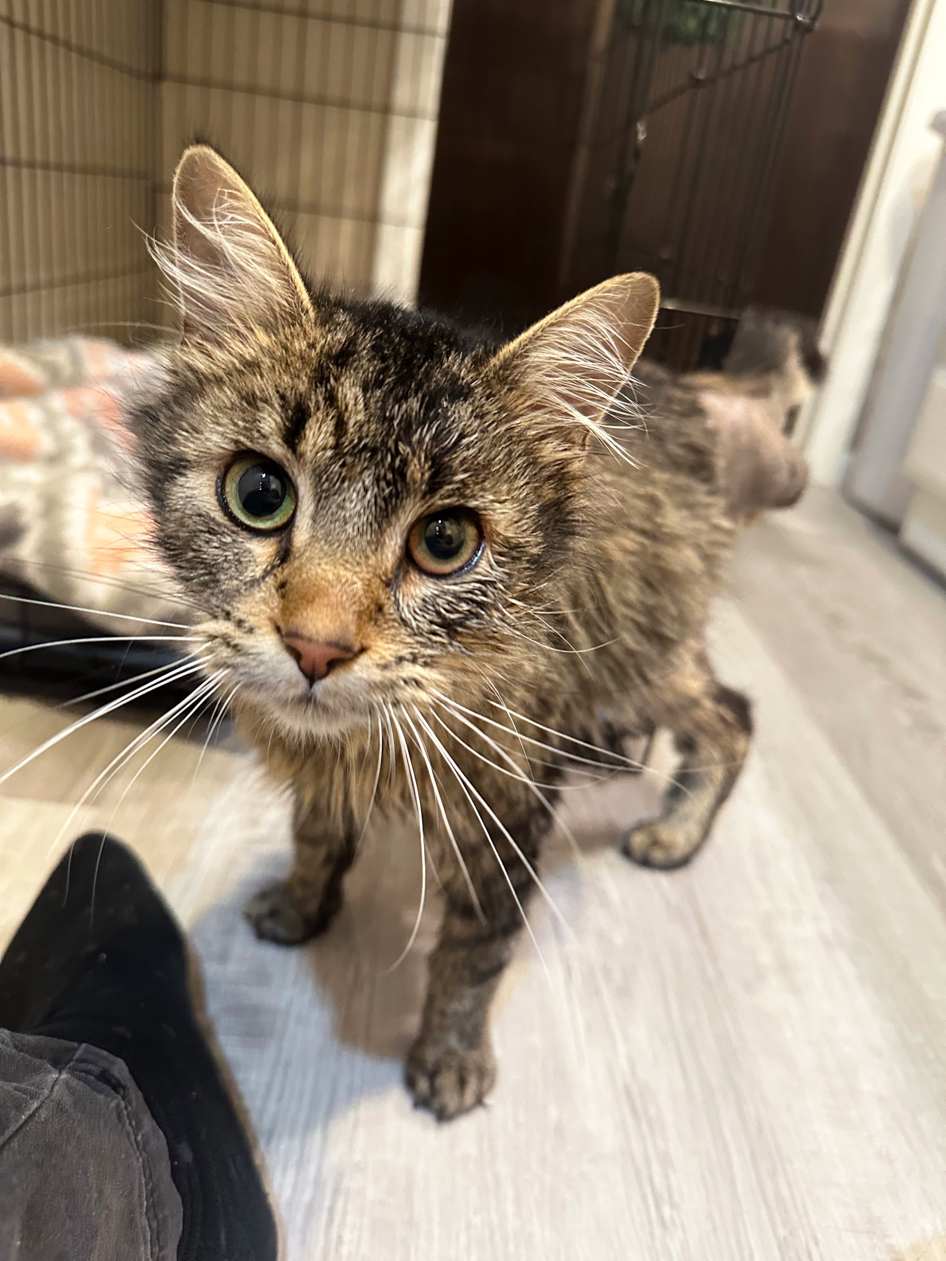 Cat who loses a leg gains a lot of love | Best Friends Animal Society