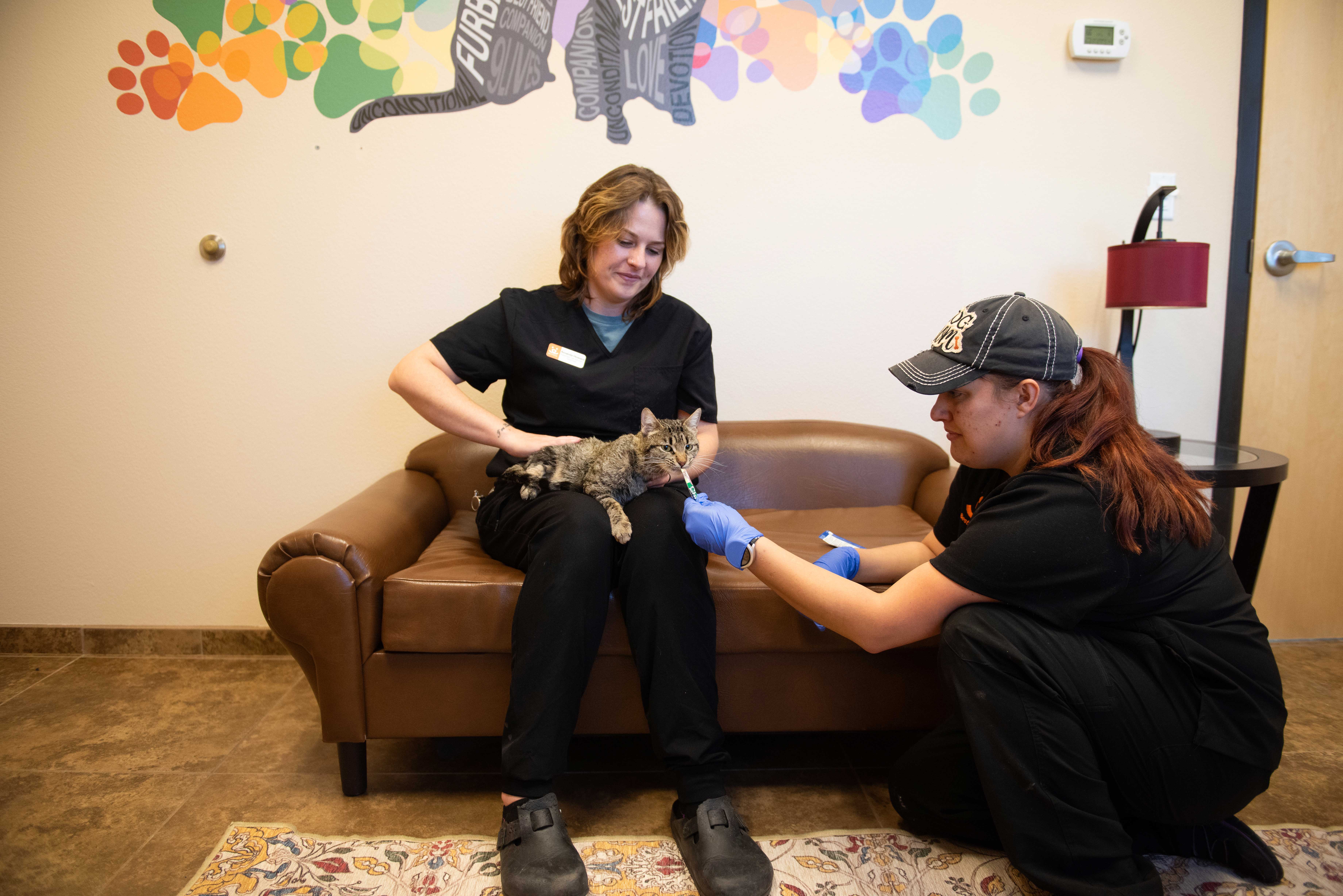 Faces of No-Kill: Cat heals from injury in style | Best Friends Animal ...