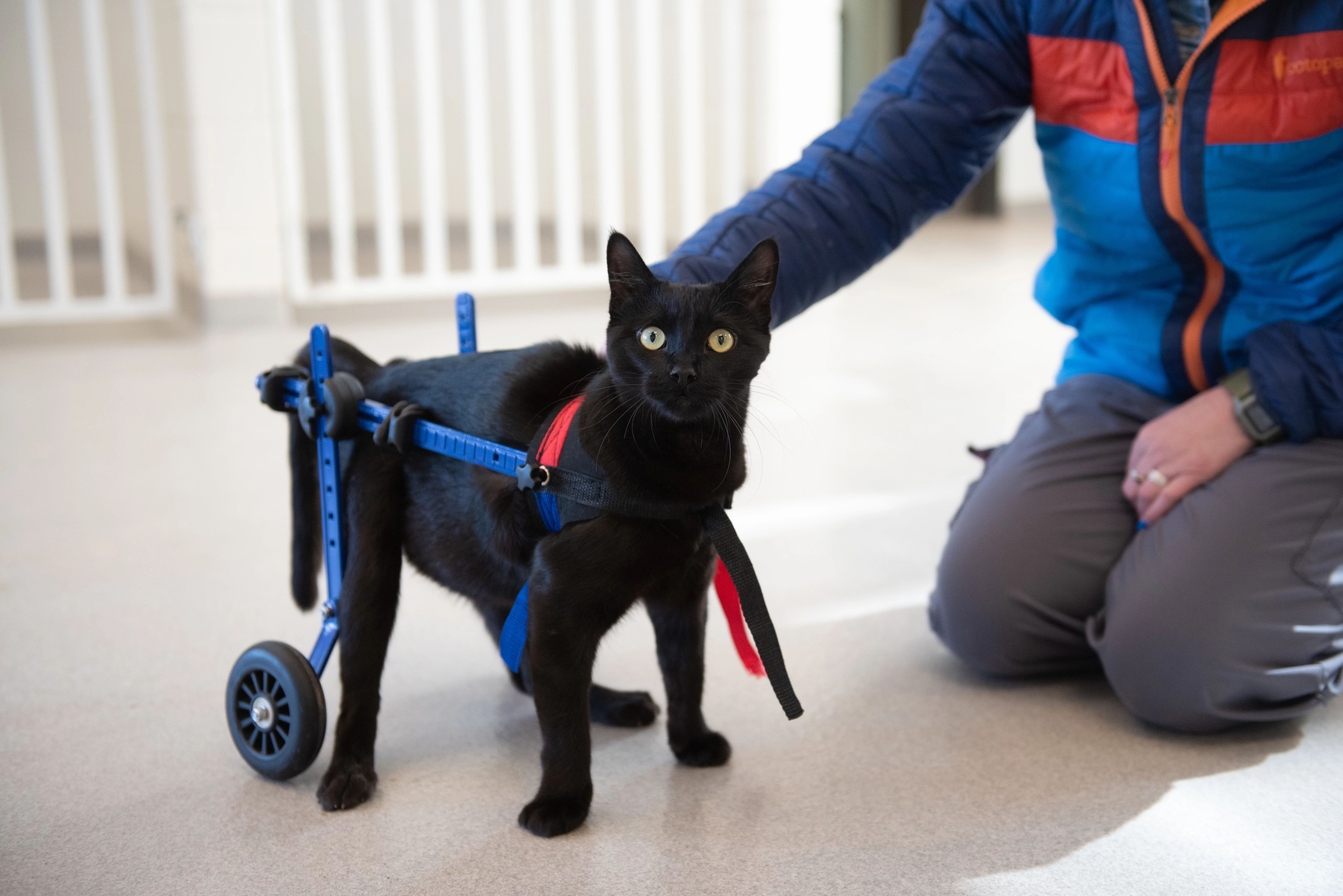 Faces of No-Kill: Kitty gets kicking with care and a cart | Best ...