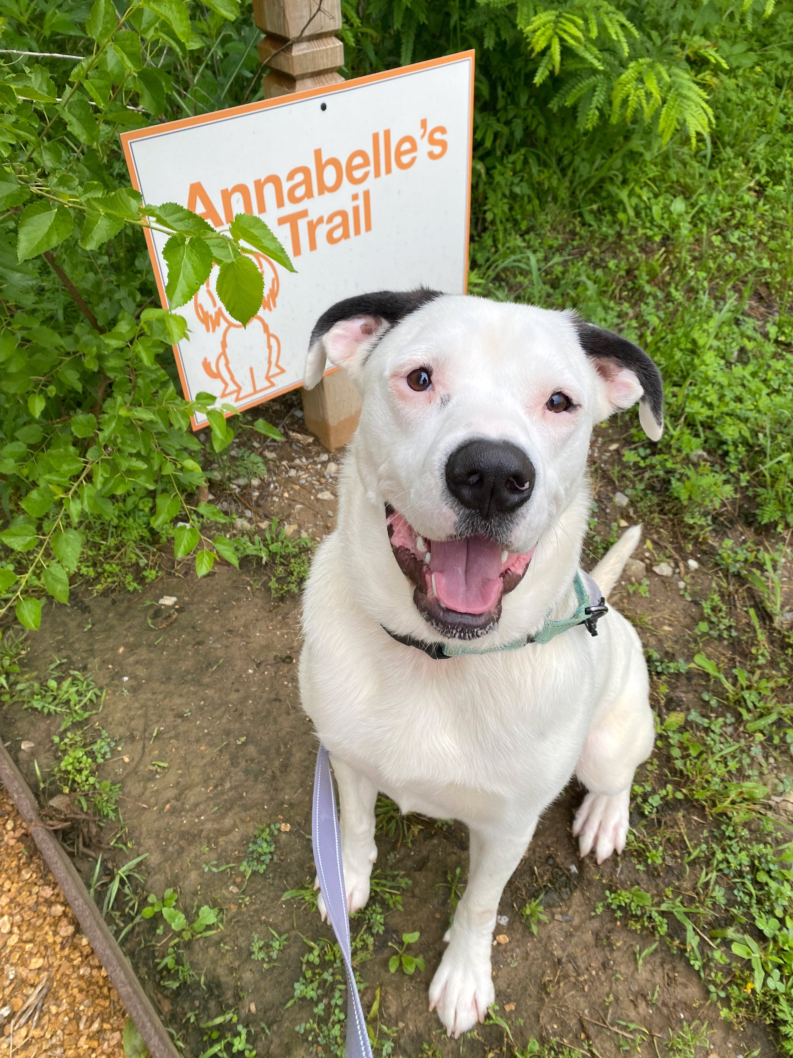 Faces of No-Kill: Shy dog blossoms into dashing suitor | Best Friends Animal Society