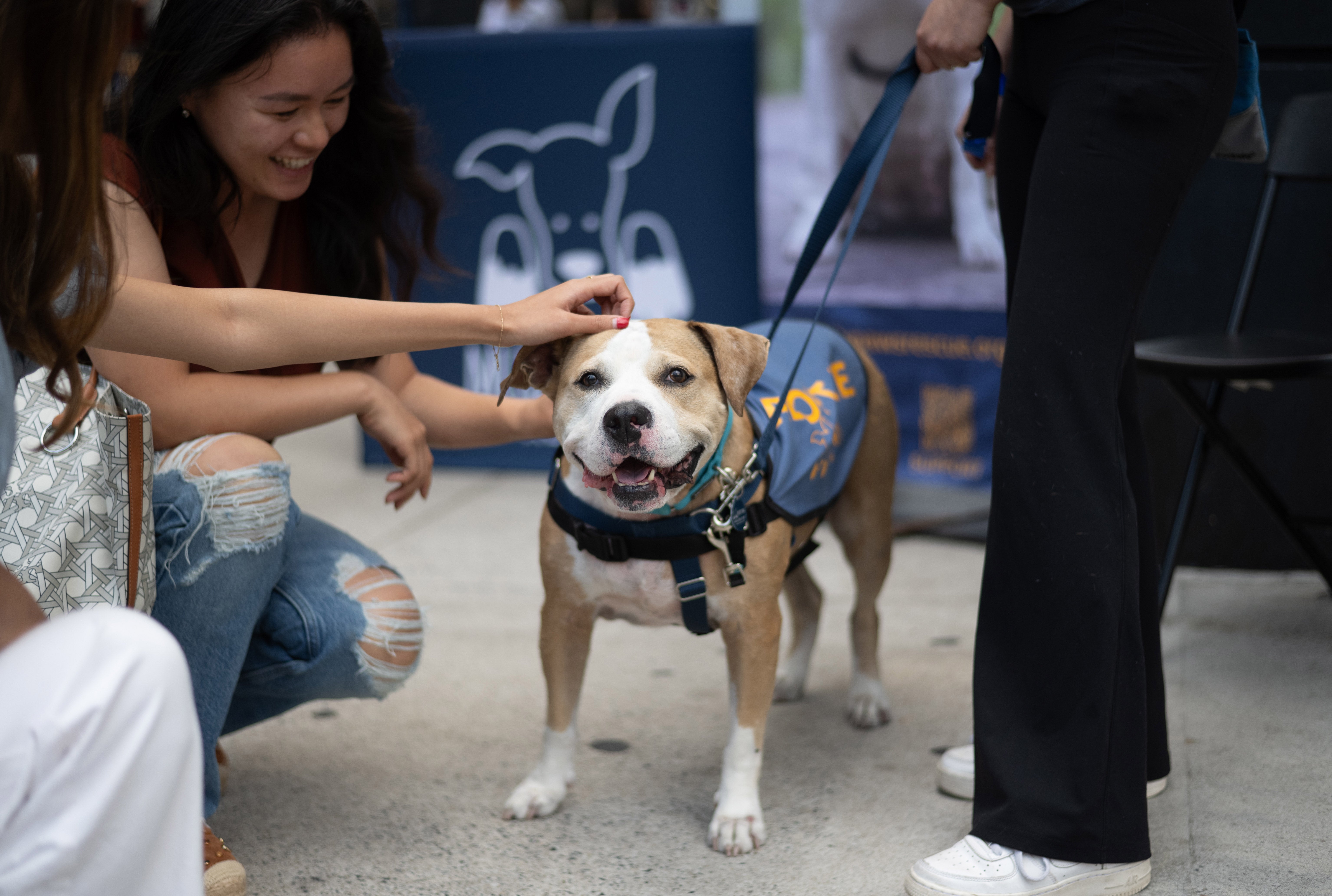 How rescue groups and shelters save more pets together | Best Friends ...