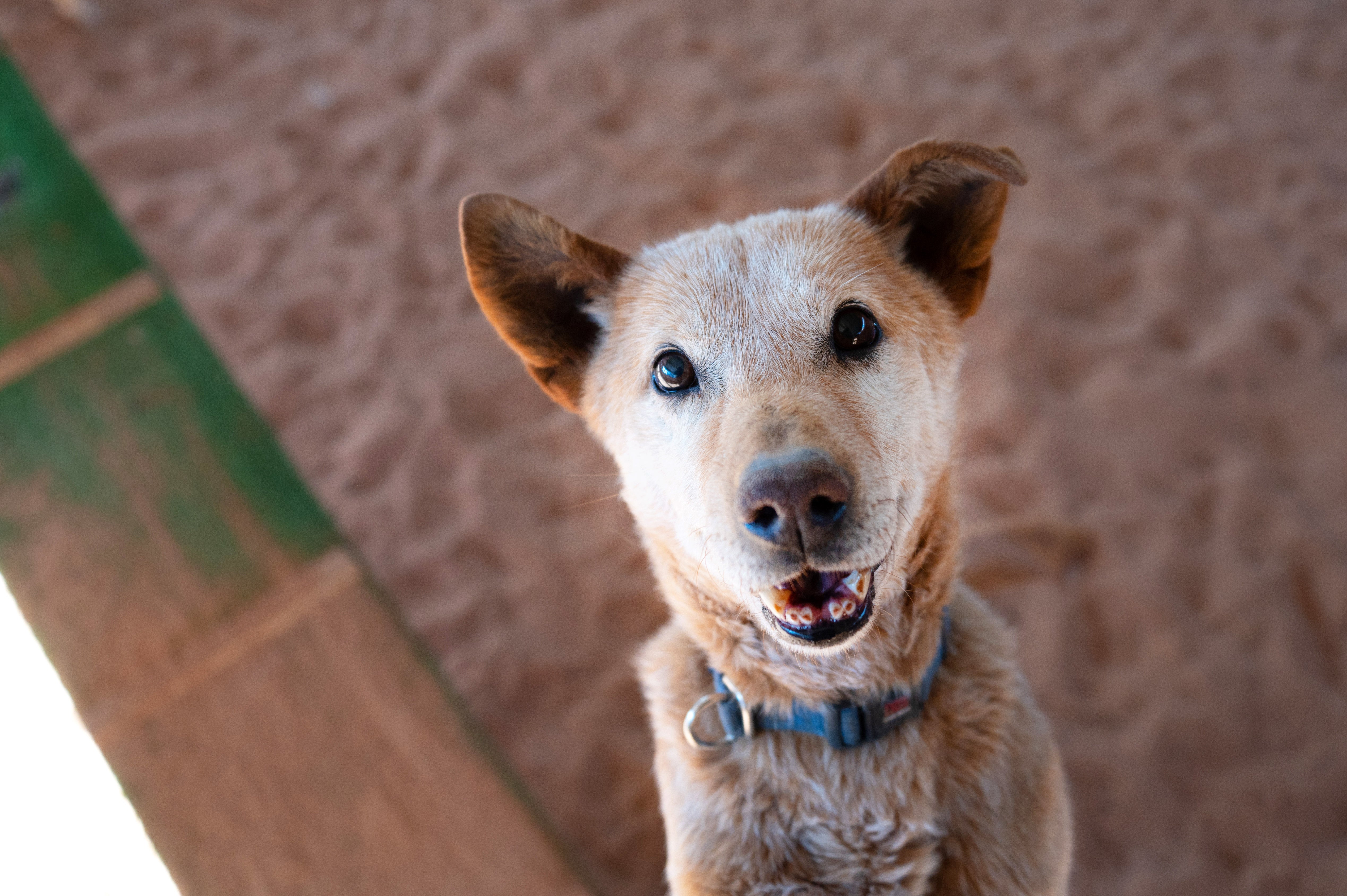 Awesome updates from Best Friends Network Partners | Best Friends ...