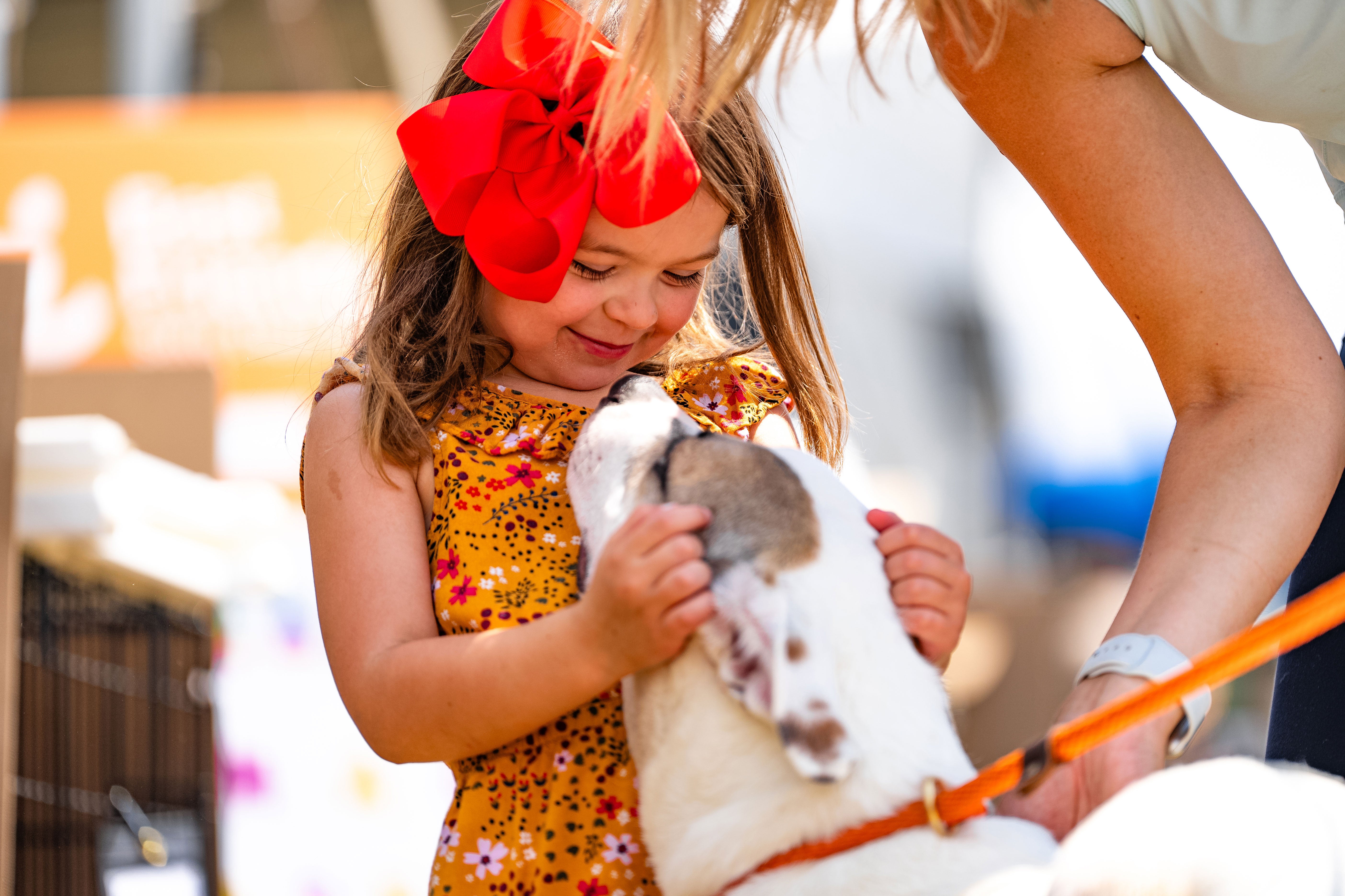 Super adoption success: More than 200 pets head home | Best Friends ...