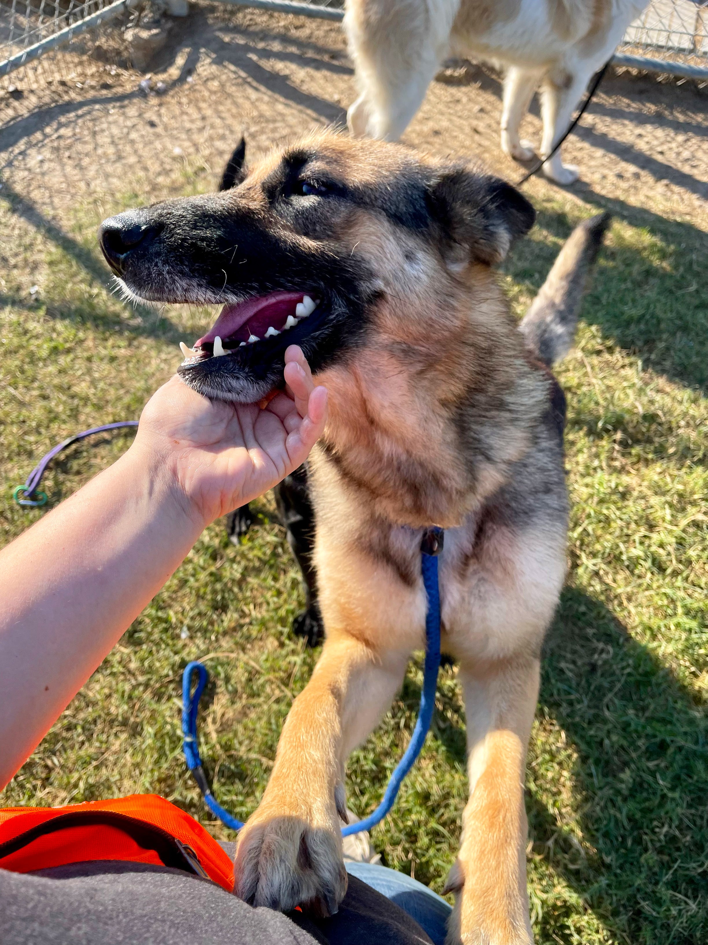 Dog overcomes fear — with some help from her friends | Best Friends ...