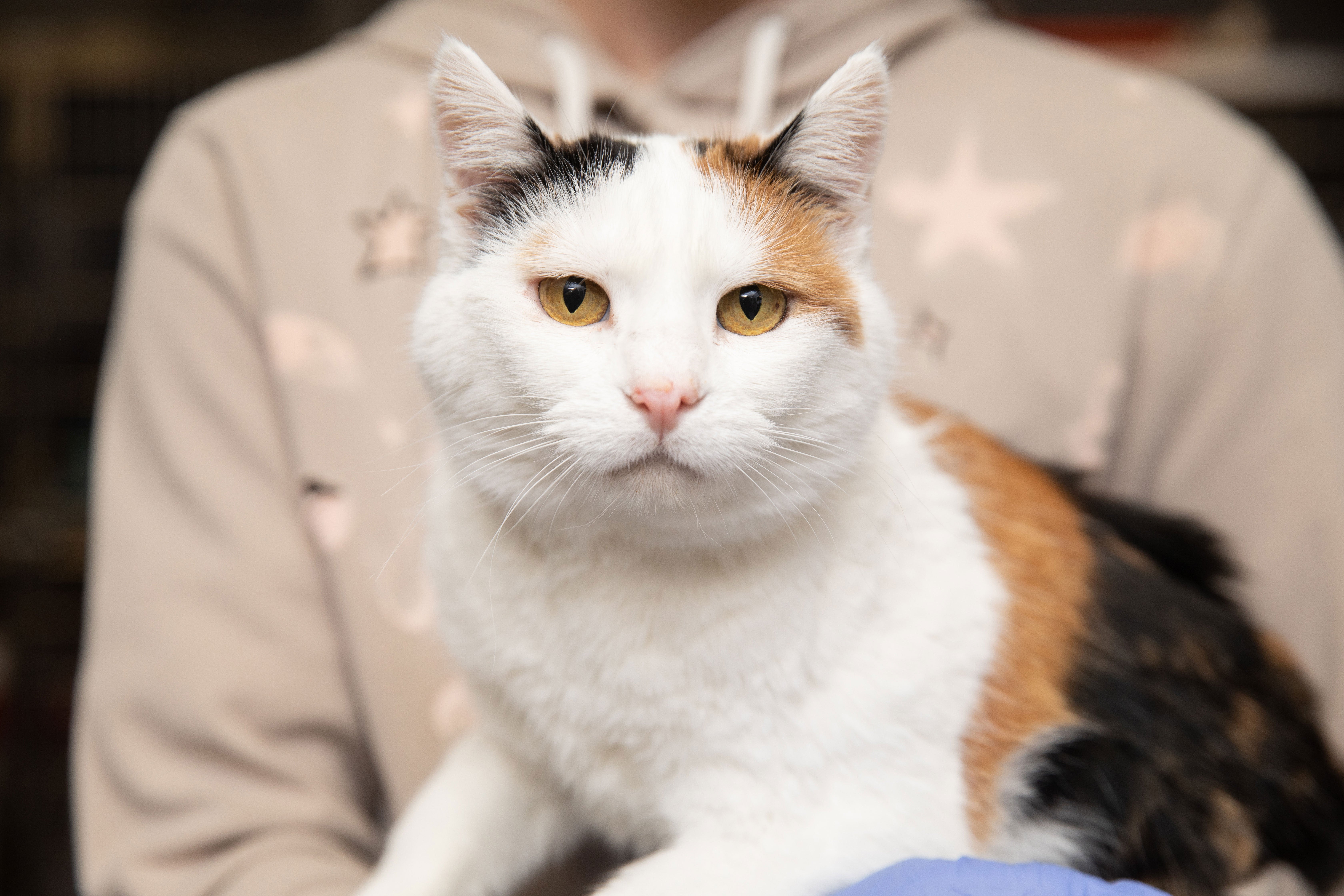 How animal groups teamed up to save L.A. pets | Best Friends Animal Society