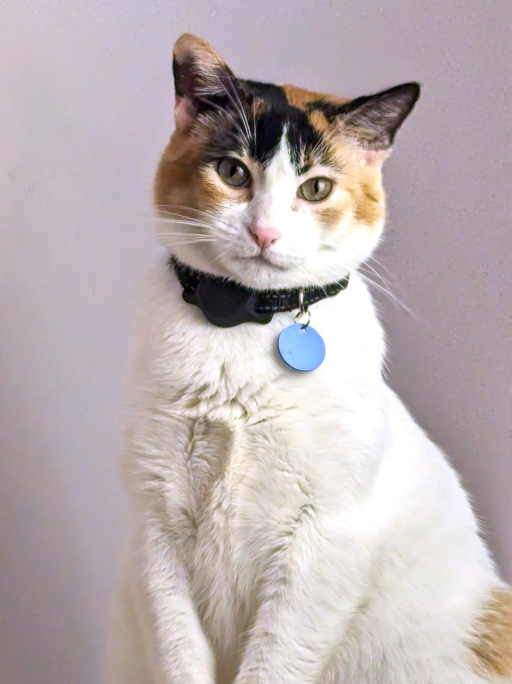 Faces of No-Kill: Super Nova the cat shines in home | Best Friends ...