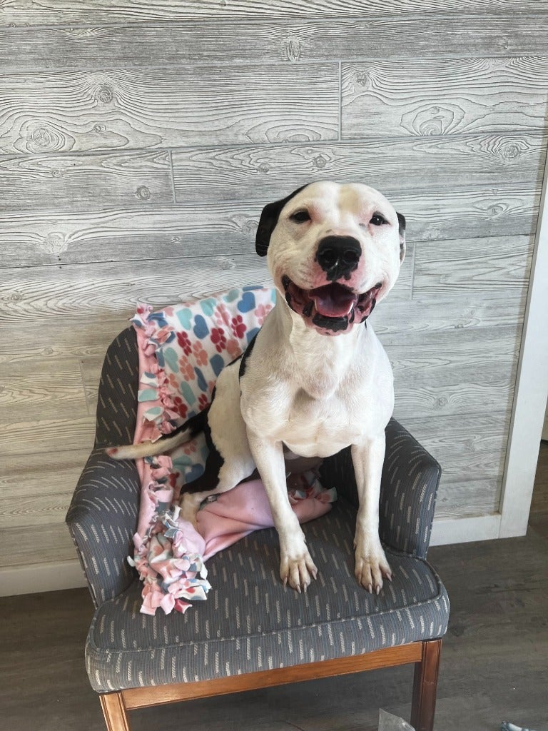 Big moment for big dog at Indiana animal shelter | Best Friends Animal ...