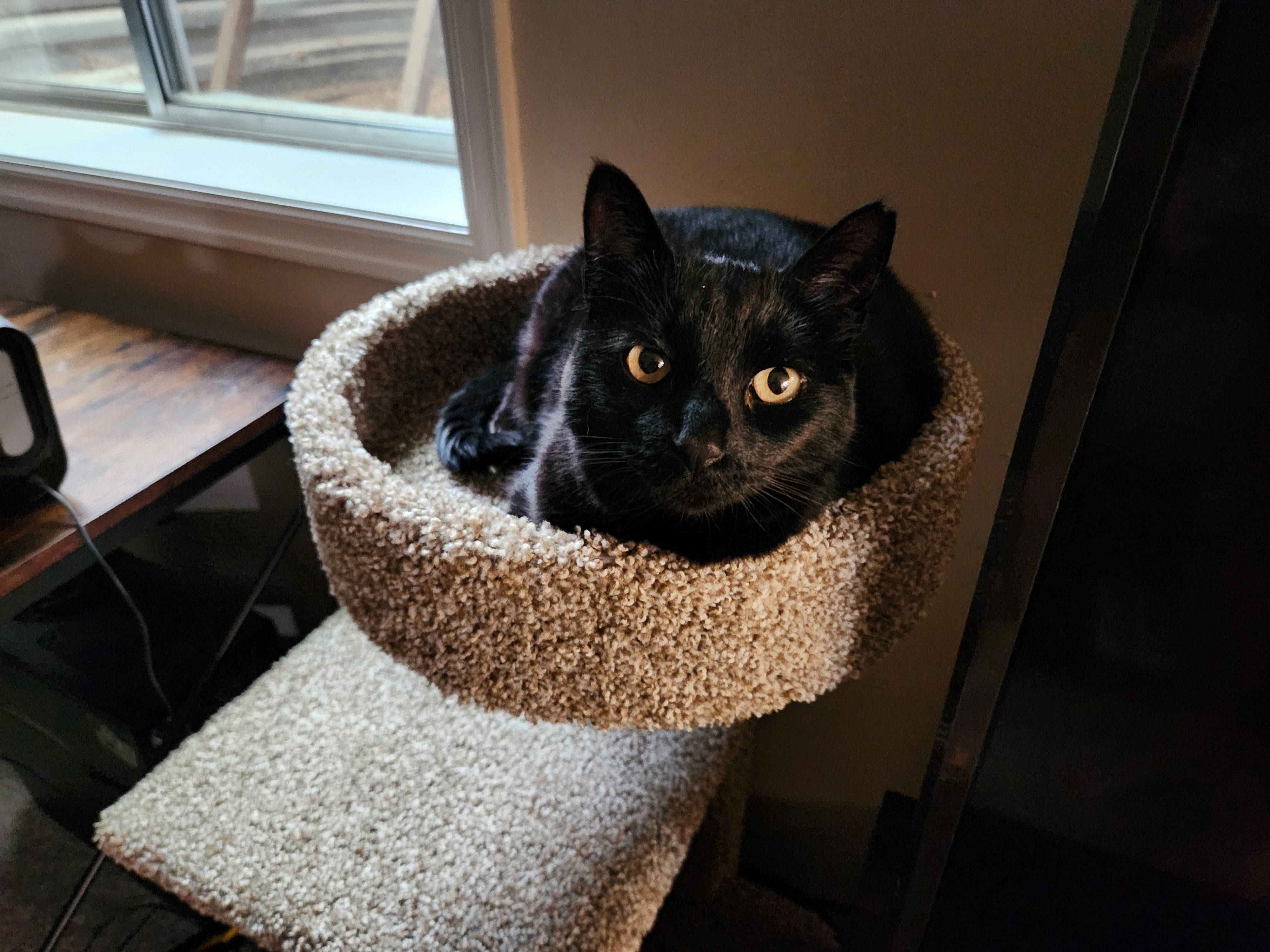 Faces of No-Kill: Cat goes from grumpy to cuddly | Best Friends Animal ...