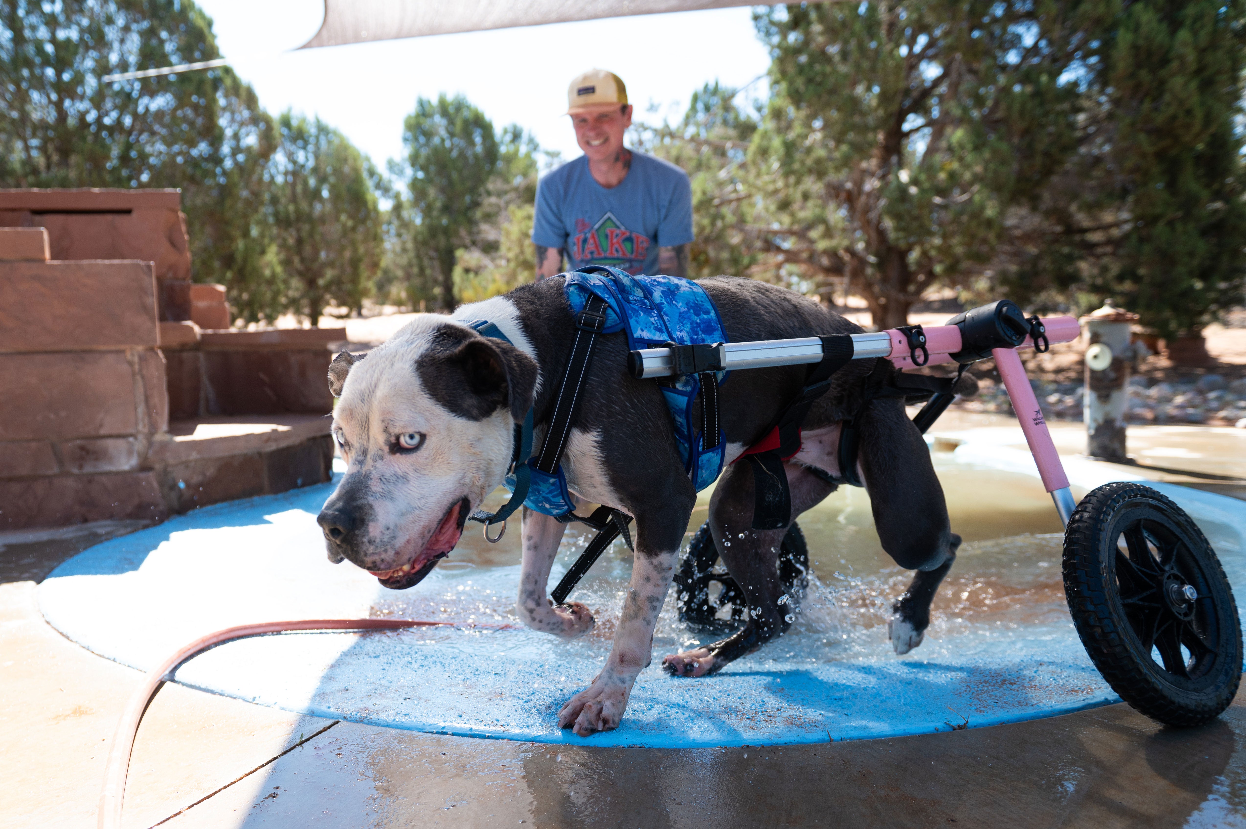 Faces of No-Kill: Meet the pink-wheeled pirate pup | Best Friends ...