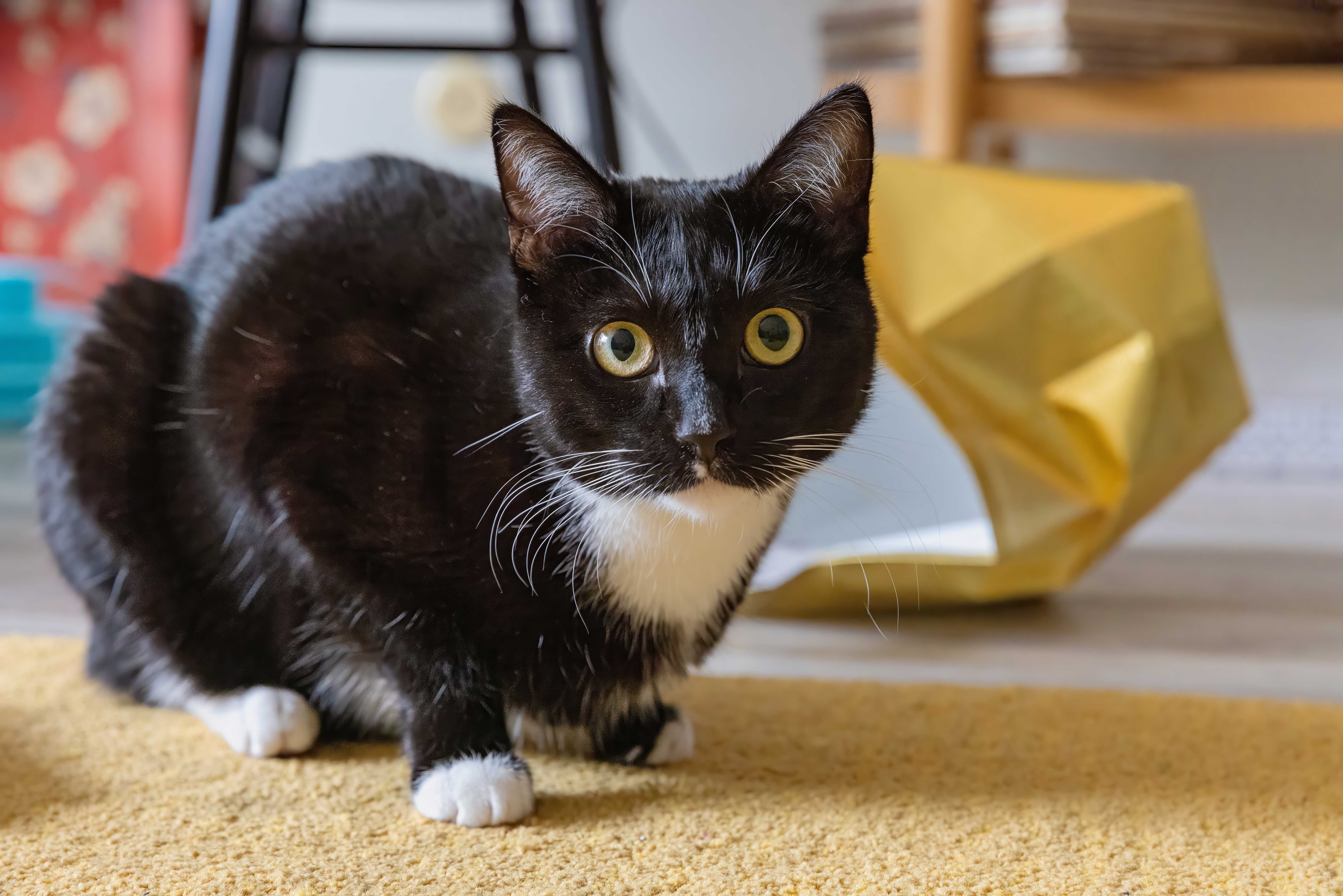 Lifesaving tales: Homeless cats get fresh starts | Best Friends Animal ...