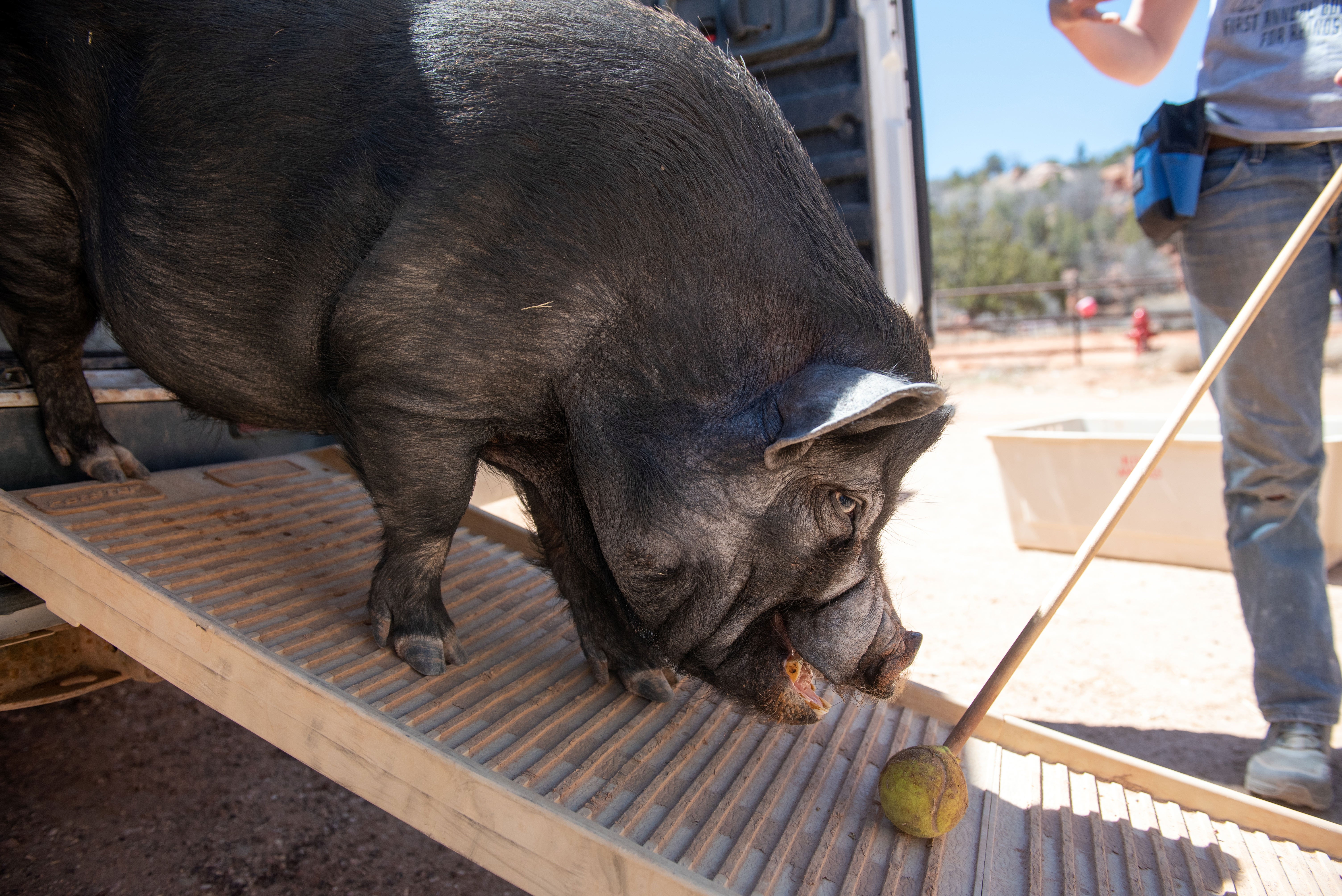 Fun and games for pigs | Best Friends Animal Society