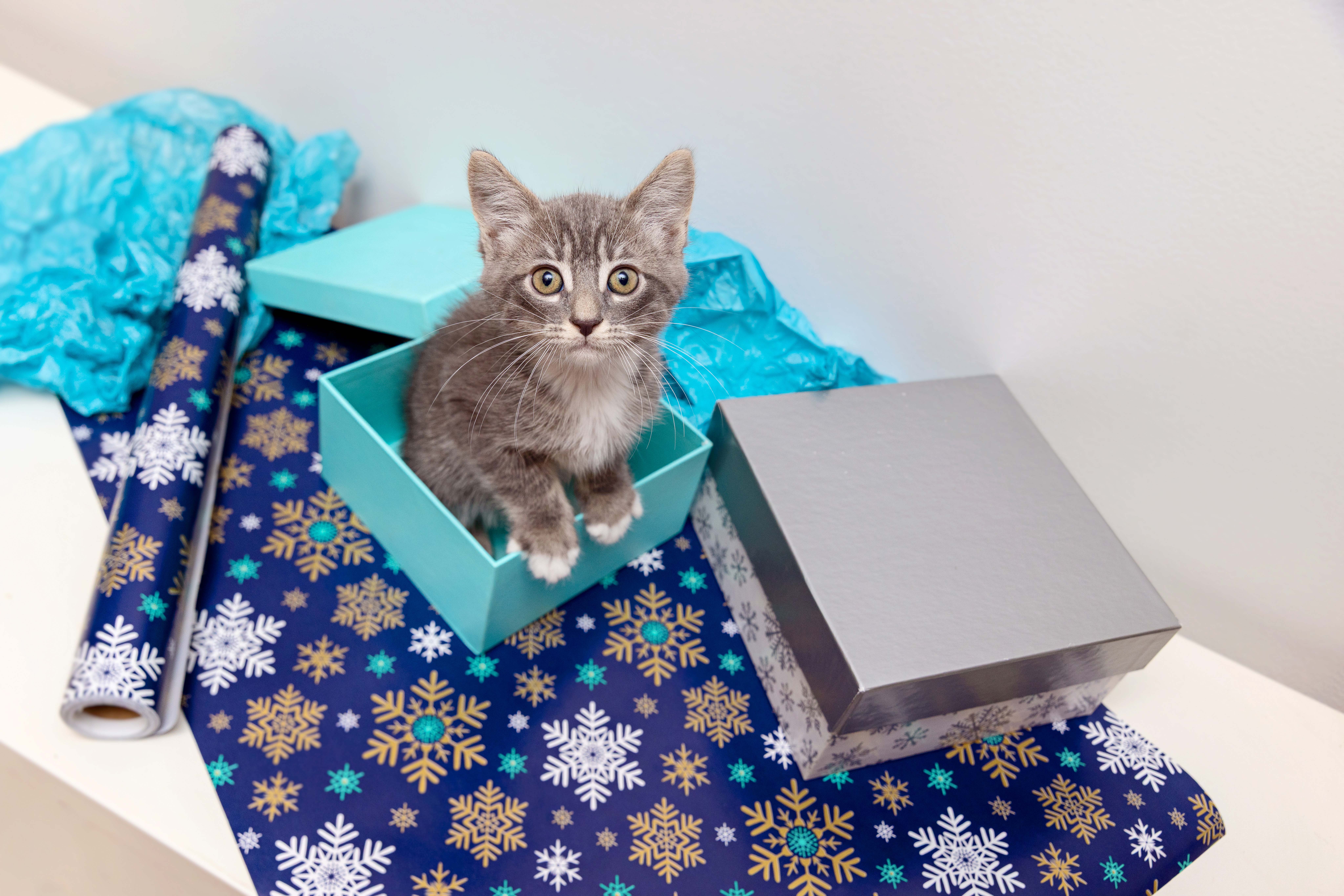 A Holiday Message From The Animals Of Best Friends Best Friends