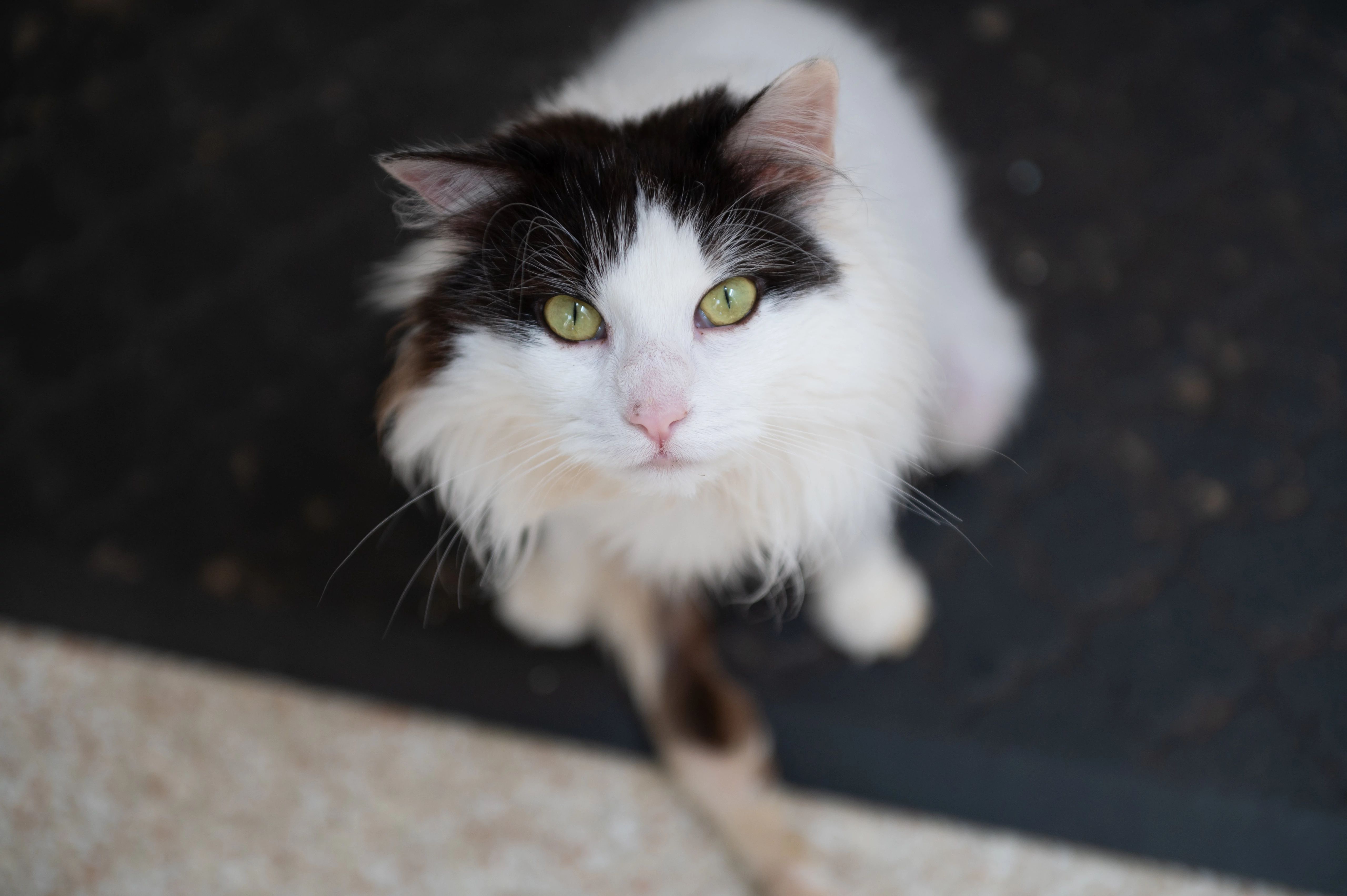 Paralyzed cat has sweet spirit that can’t be stopped | Best Friends ...