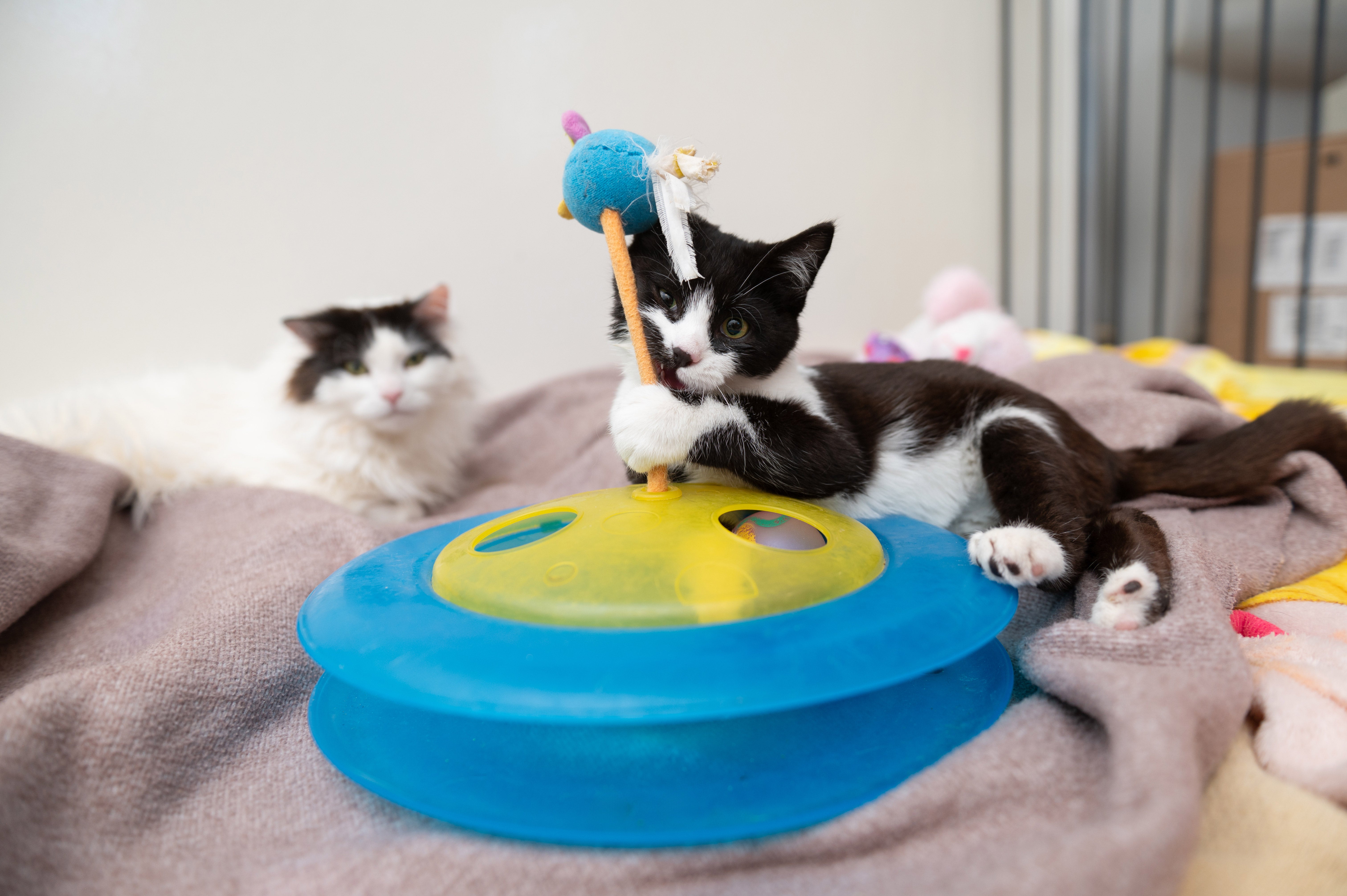 Behind the scenes with 3 special kittens | Best Friends Animal Society