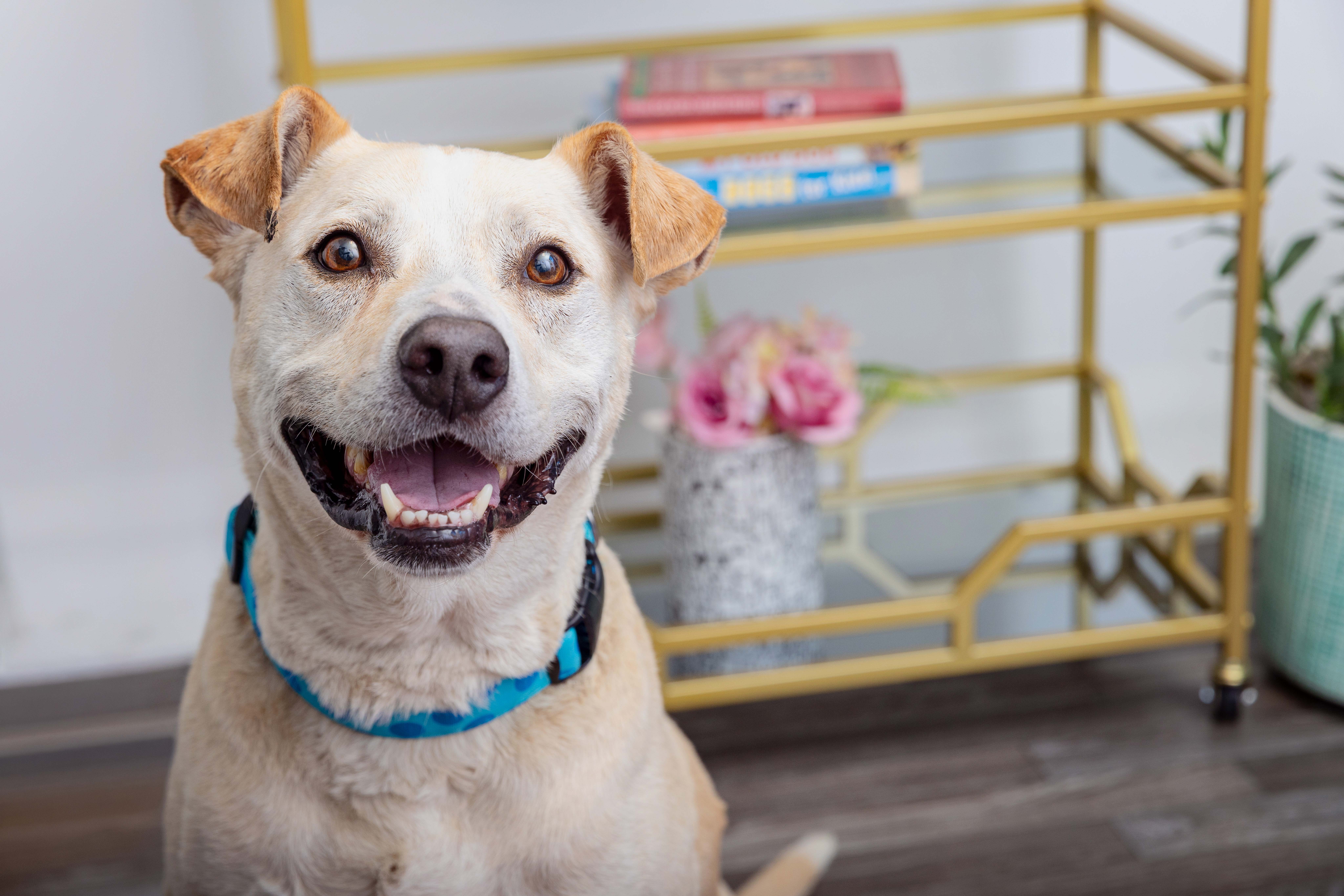 Adopted pets find connection and joy in their new homes | Best Friends ...