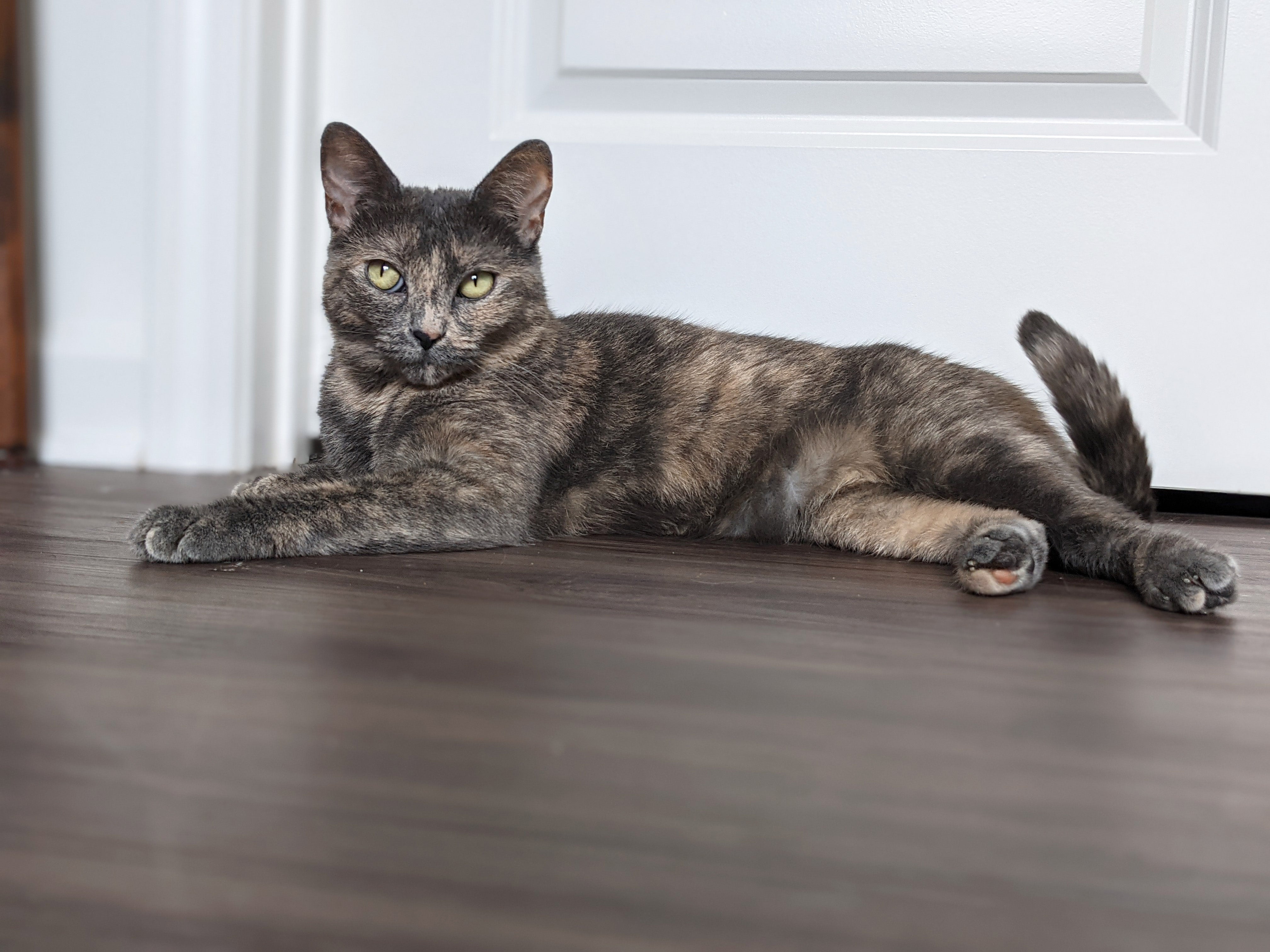 Faces of No-Kill: Sassy cat trades swats for snuggles | Best Friends ...