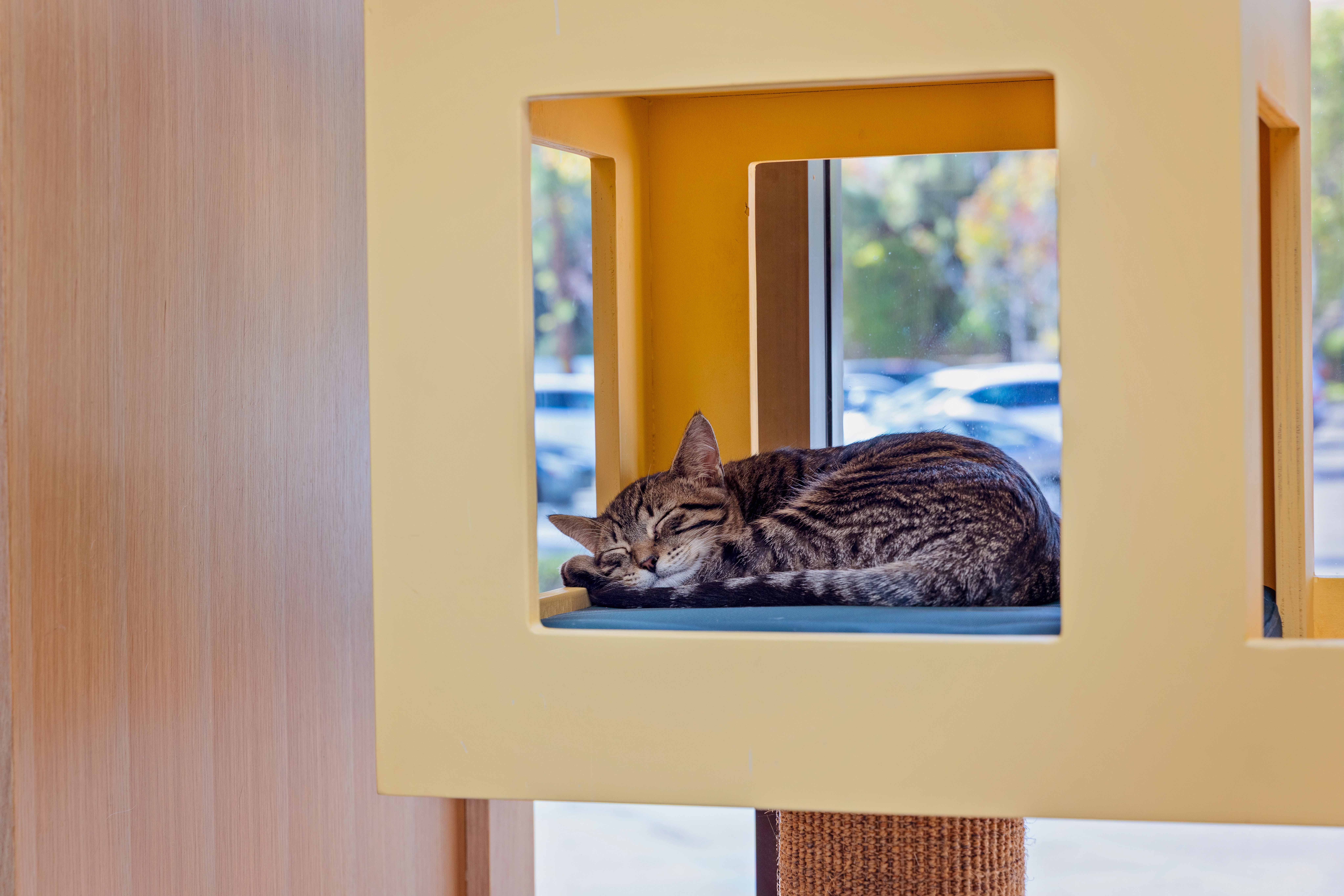 Saving cats one cup of coffee at a time | Best Friends Animal Society