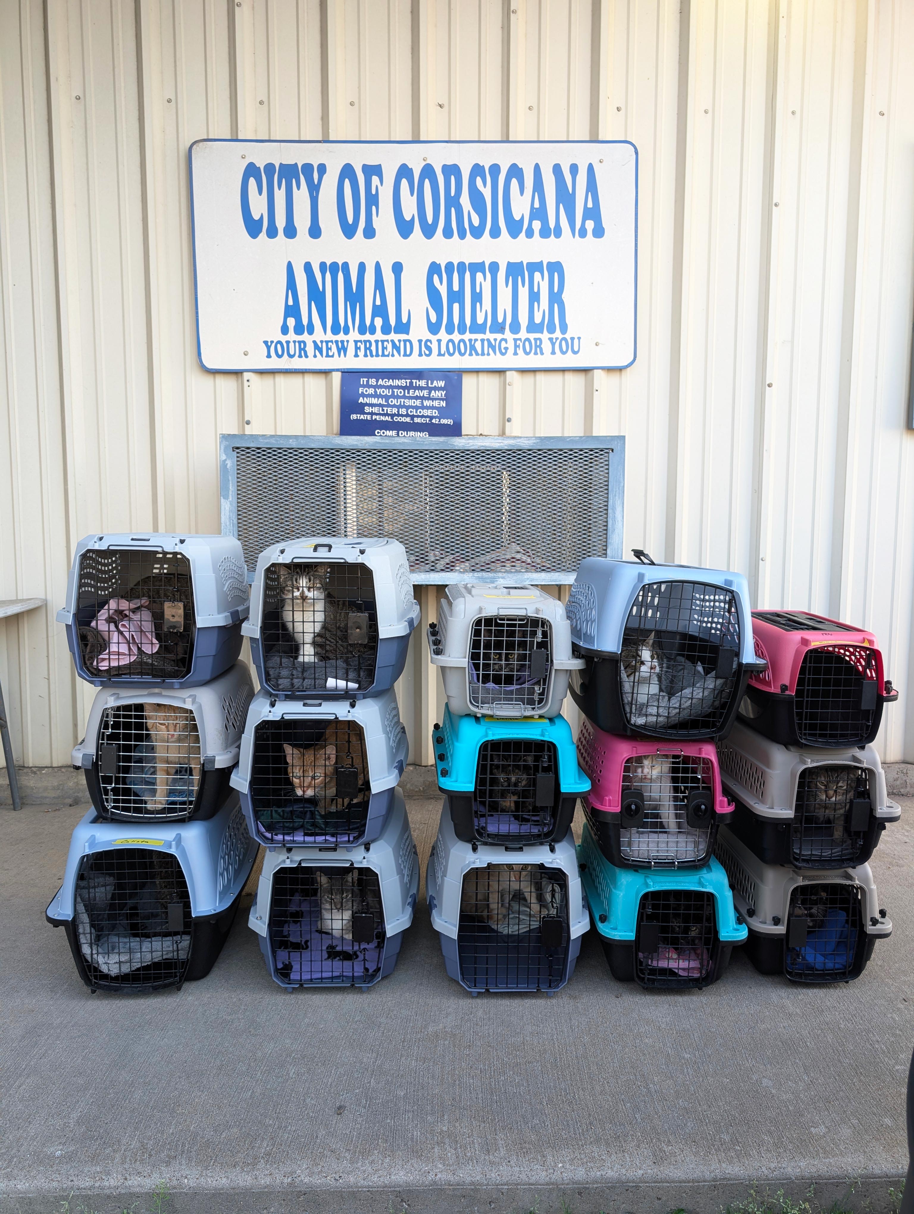 A shared quest to save cats and dogs | Best Friends Animal Society