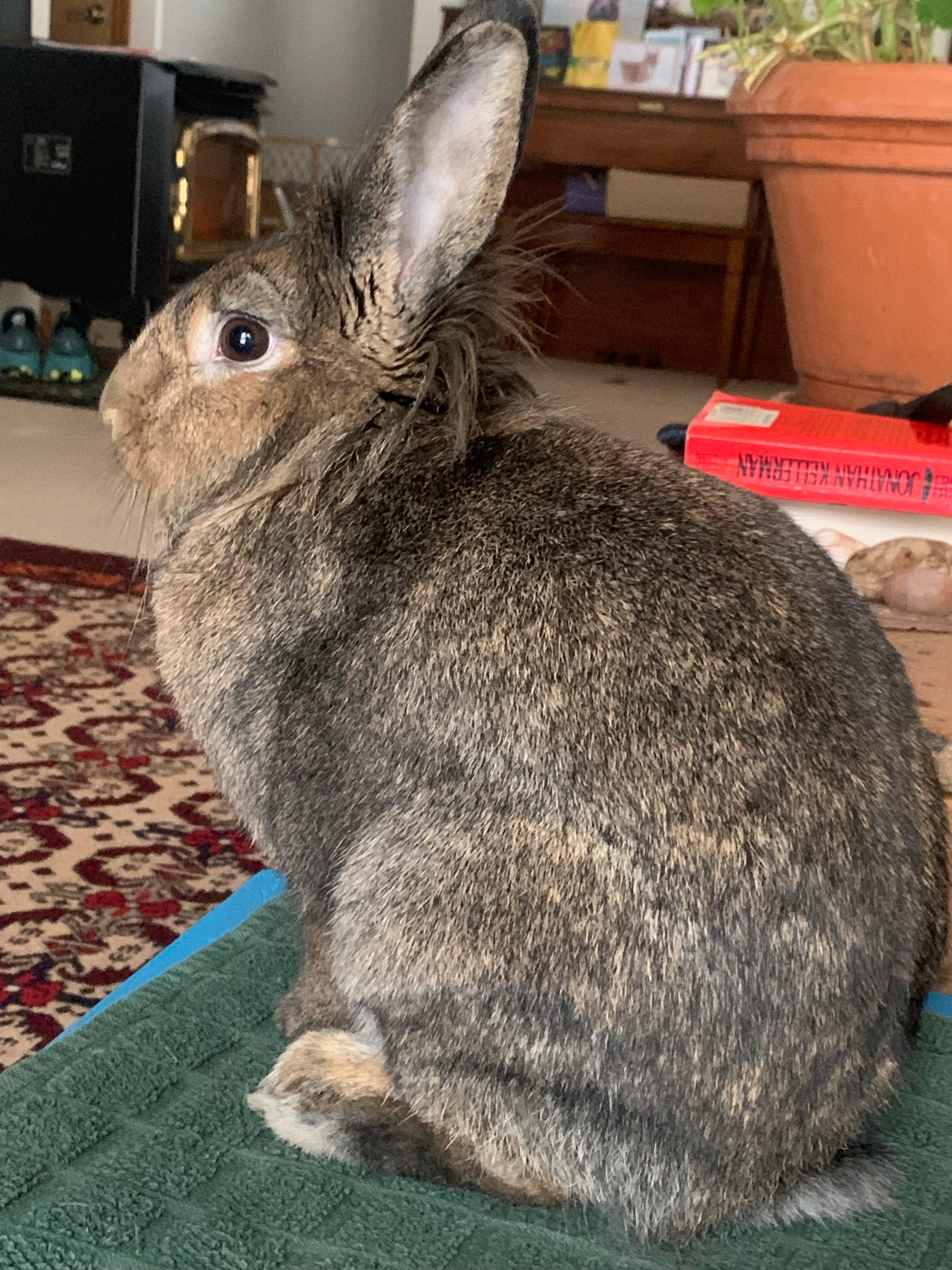 Chance meetings lead to best bunny buddies | Best Friends Animal Society
