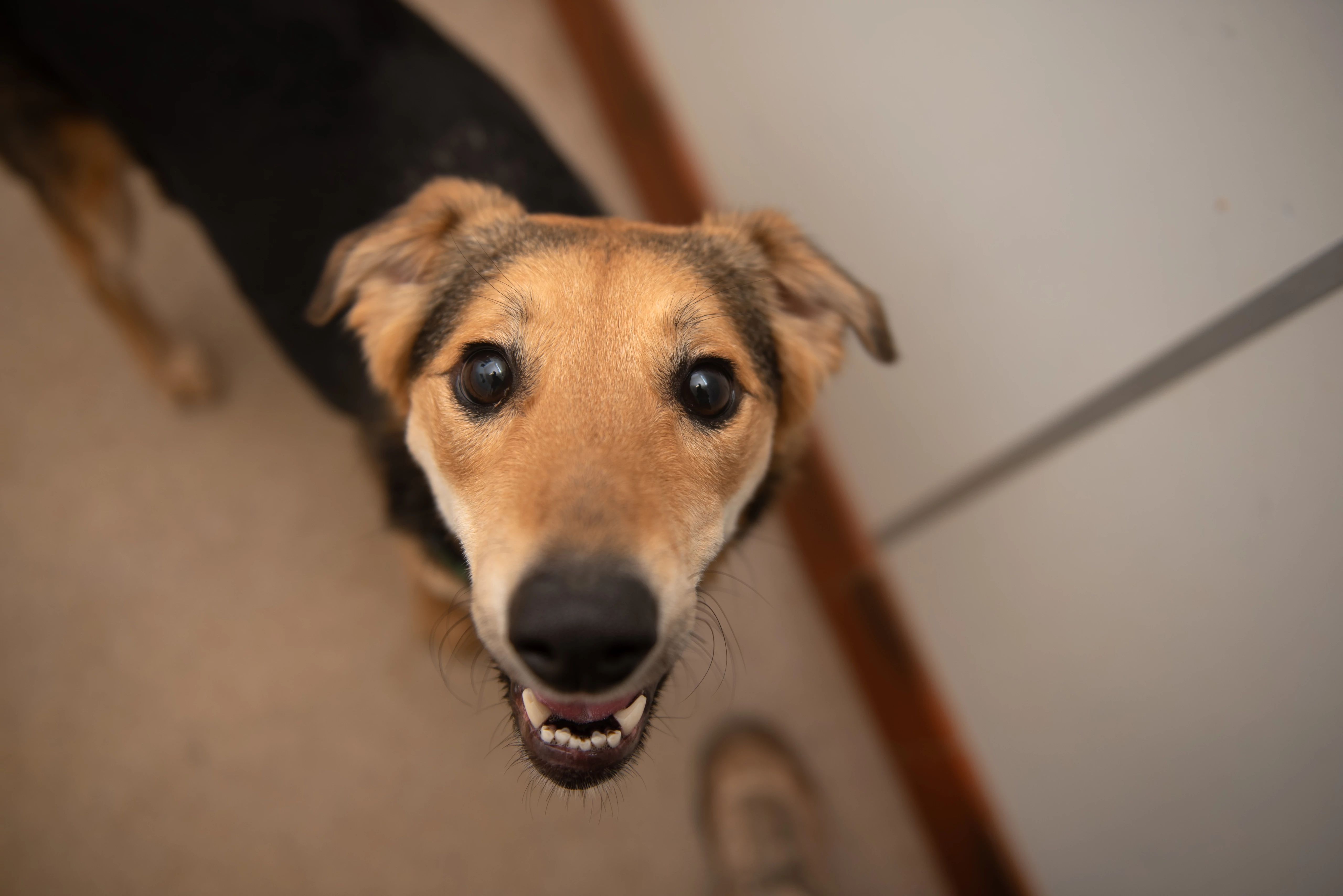 Faces of No-Kill: Solutions for dog with special needs | Best Friends ...