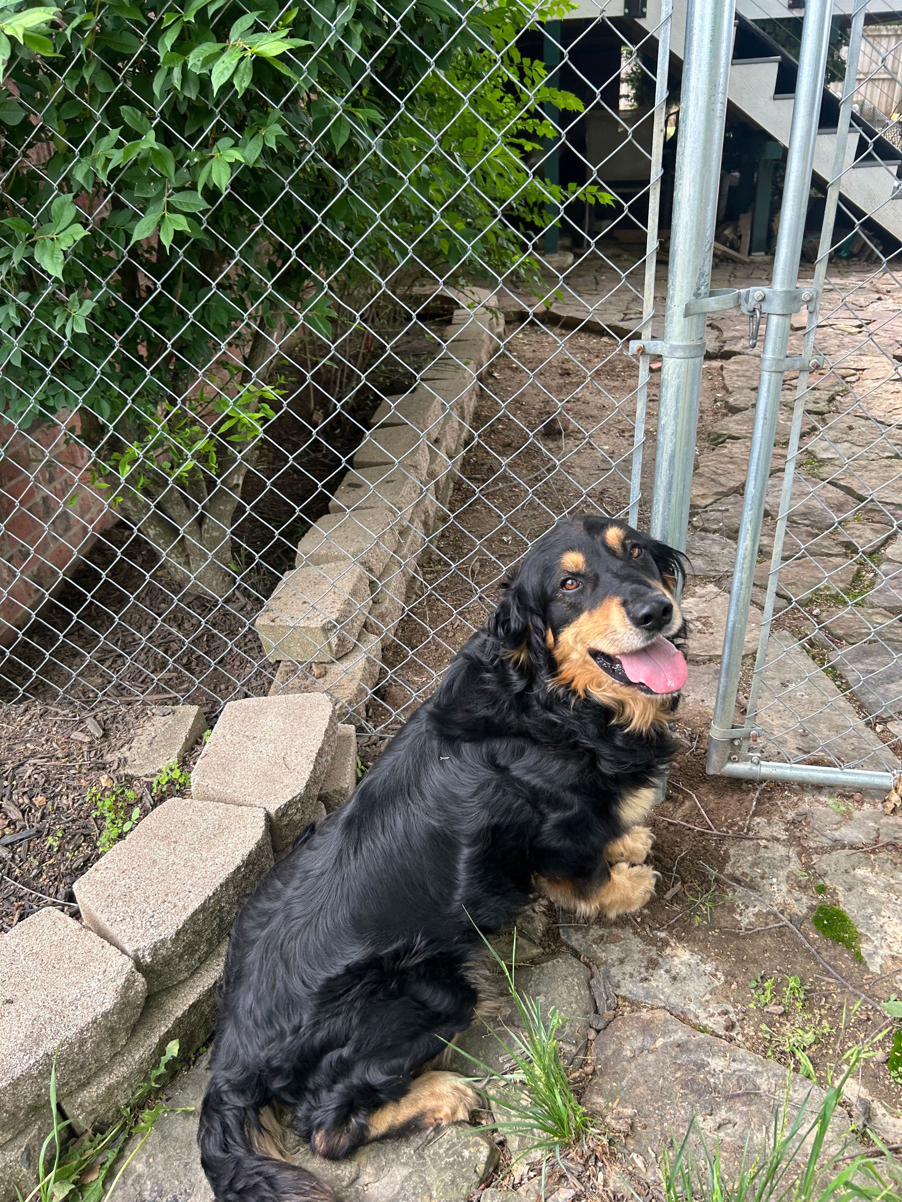 A better way to reunite lost pets with their people | Best Friends ...