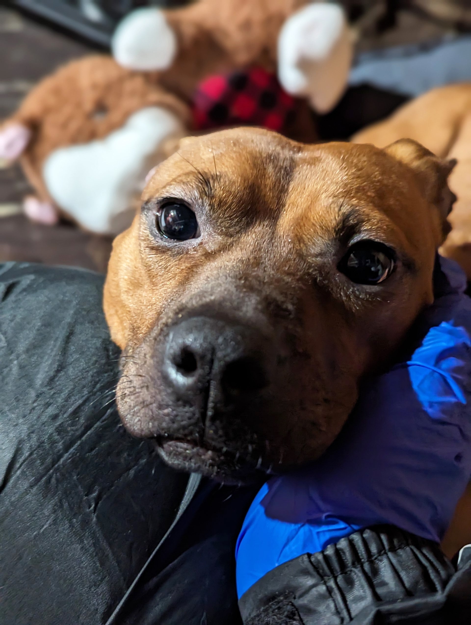 Quick response, teamwork save dogs in parvo outbreak | Best Friends ...